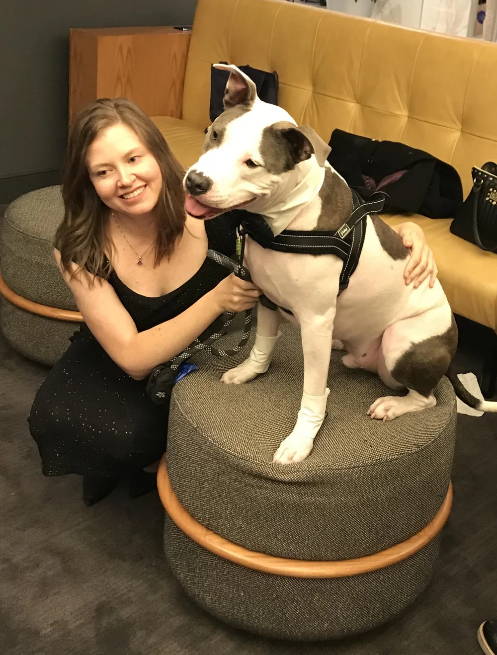 Blog — West Friendship Animal Hospital