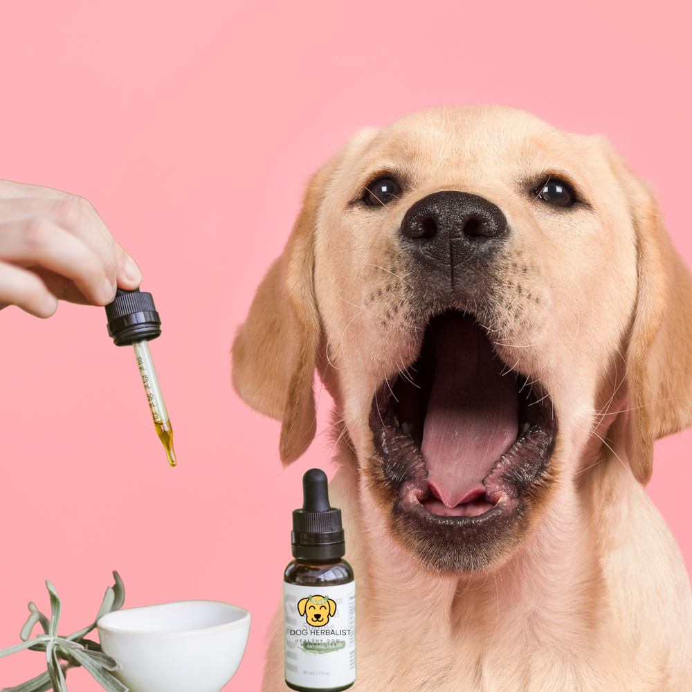Are Alcohol Tinctures Safe for Dogs? — Dog Herbalist - Earth's ...