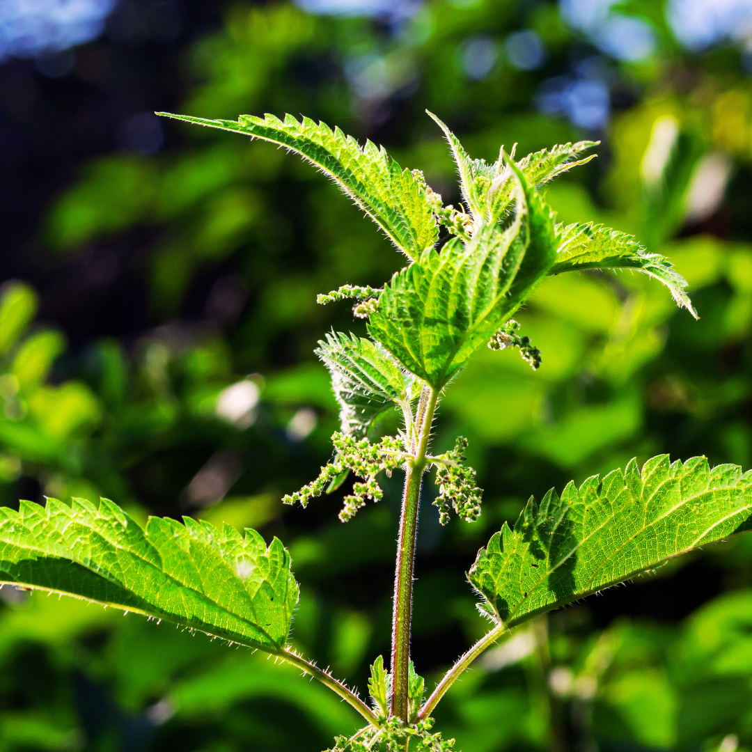 Cushing's in Dogs — Dog Herbalist - Earth's Middlewoman for Dogkind