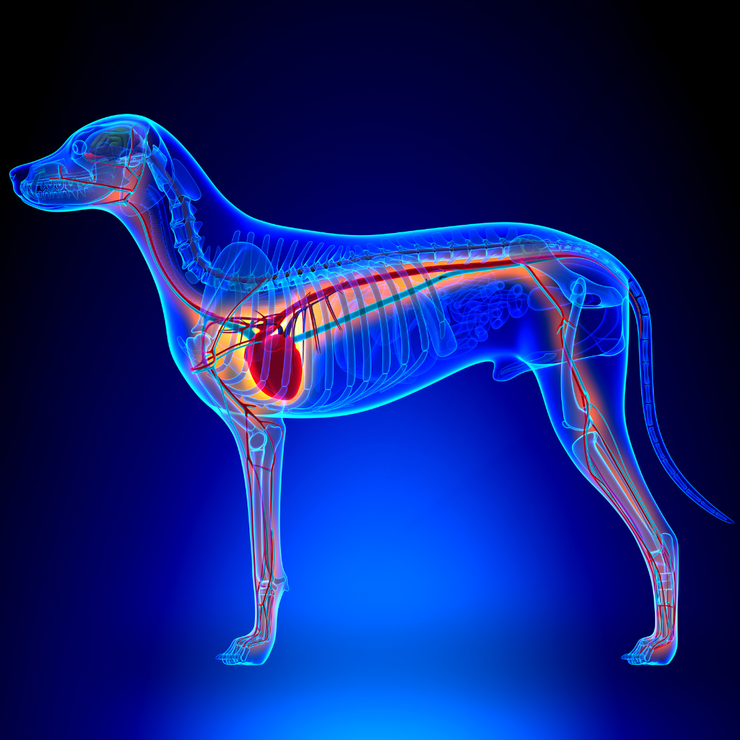 Your Dog's Endocrine System - Natural Remedies and Tips for Your Dog's ...