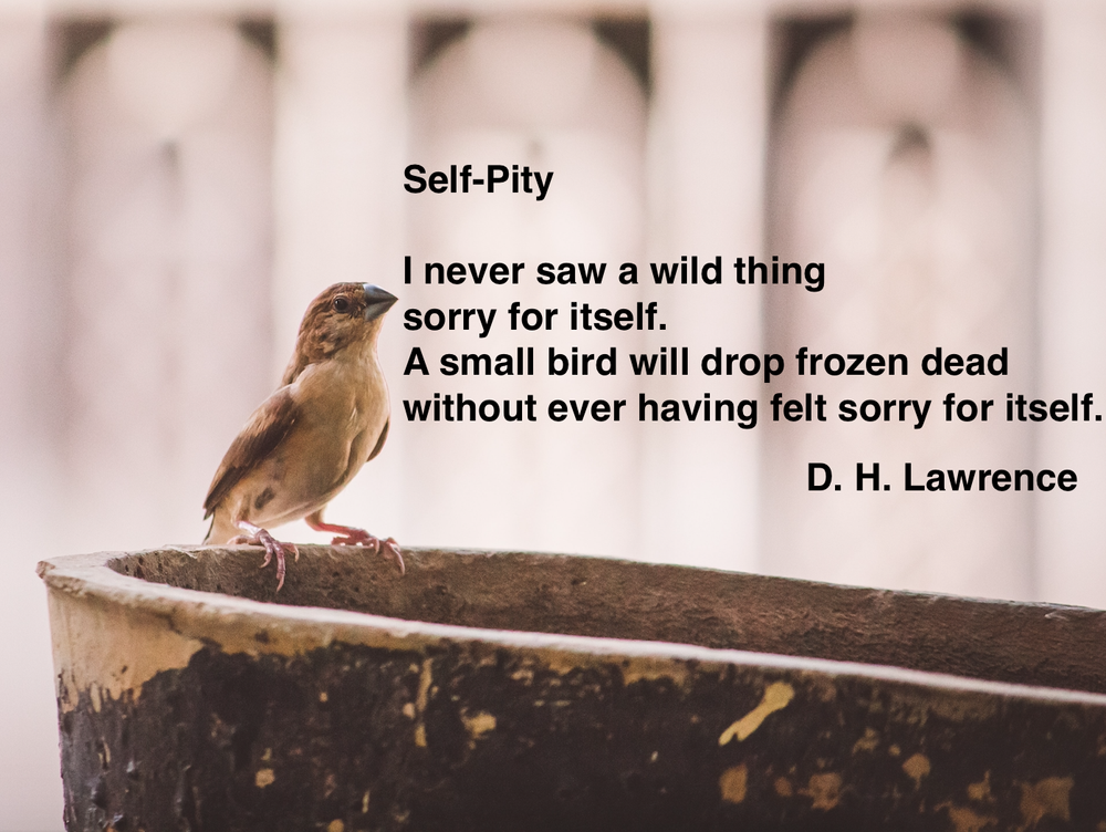 Self-Pity D. H. Lawrence — Elizabeth Moulton