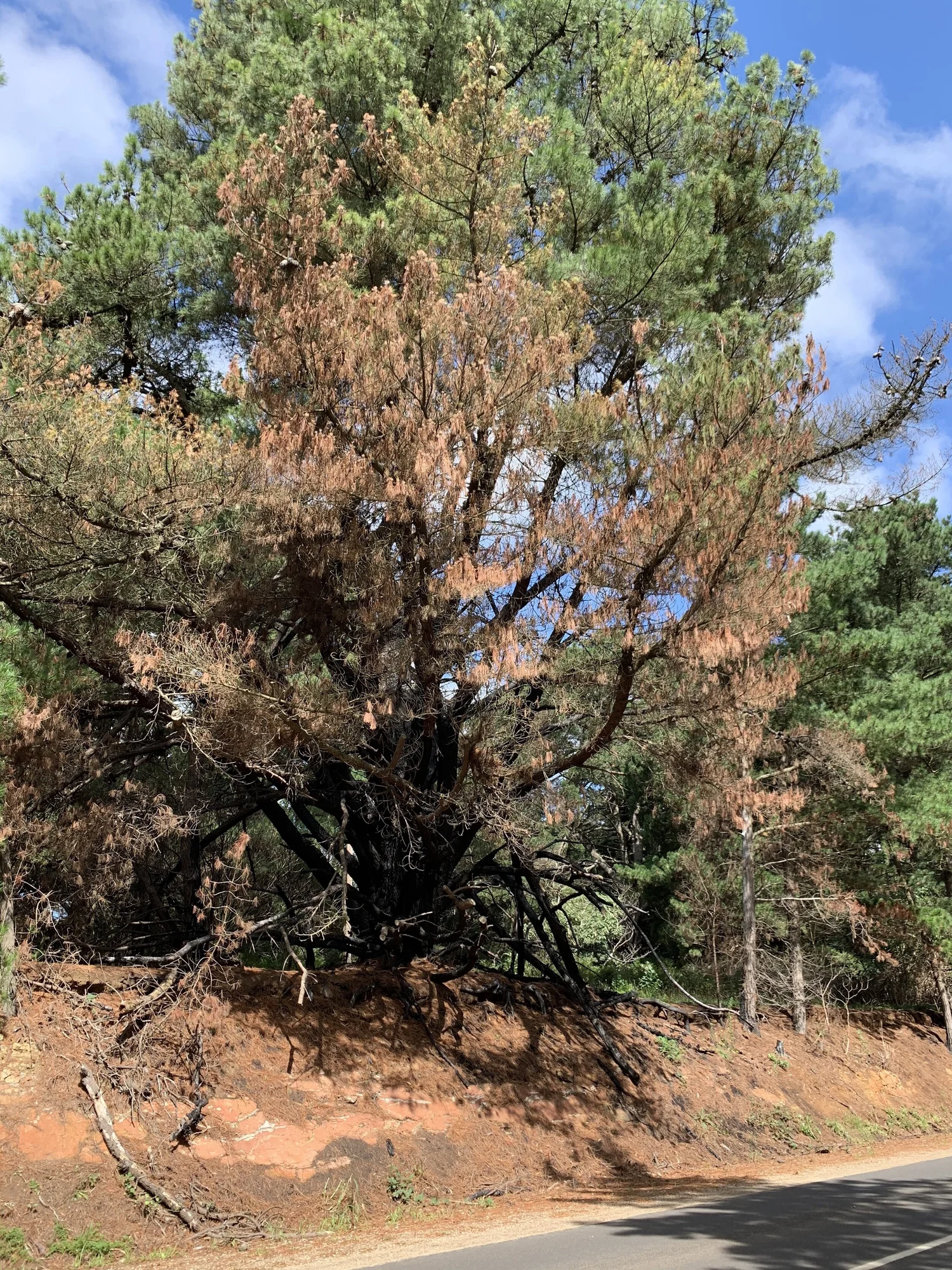 The Shoreham fire that nearly got away one year ago — Committee for ...