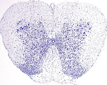 Routine staining — Neurodigitech, a neuro-based CRO