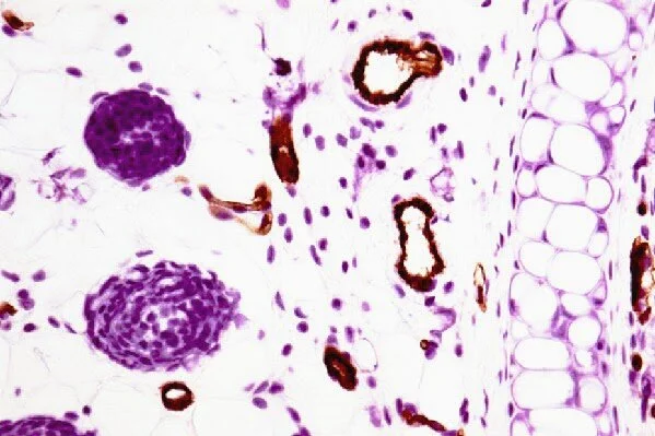 Routine staining — Neurodigitech, a neuro-based CRO