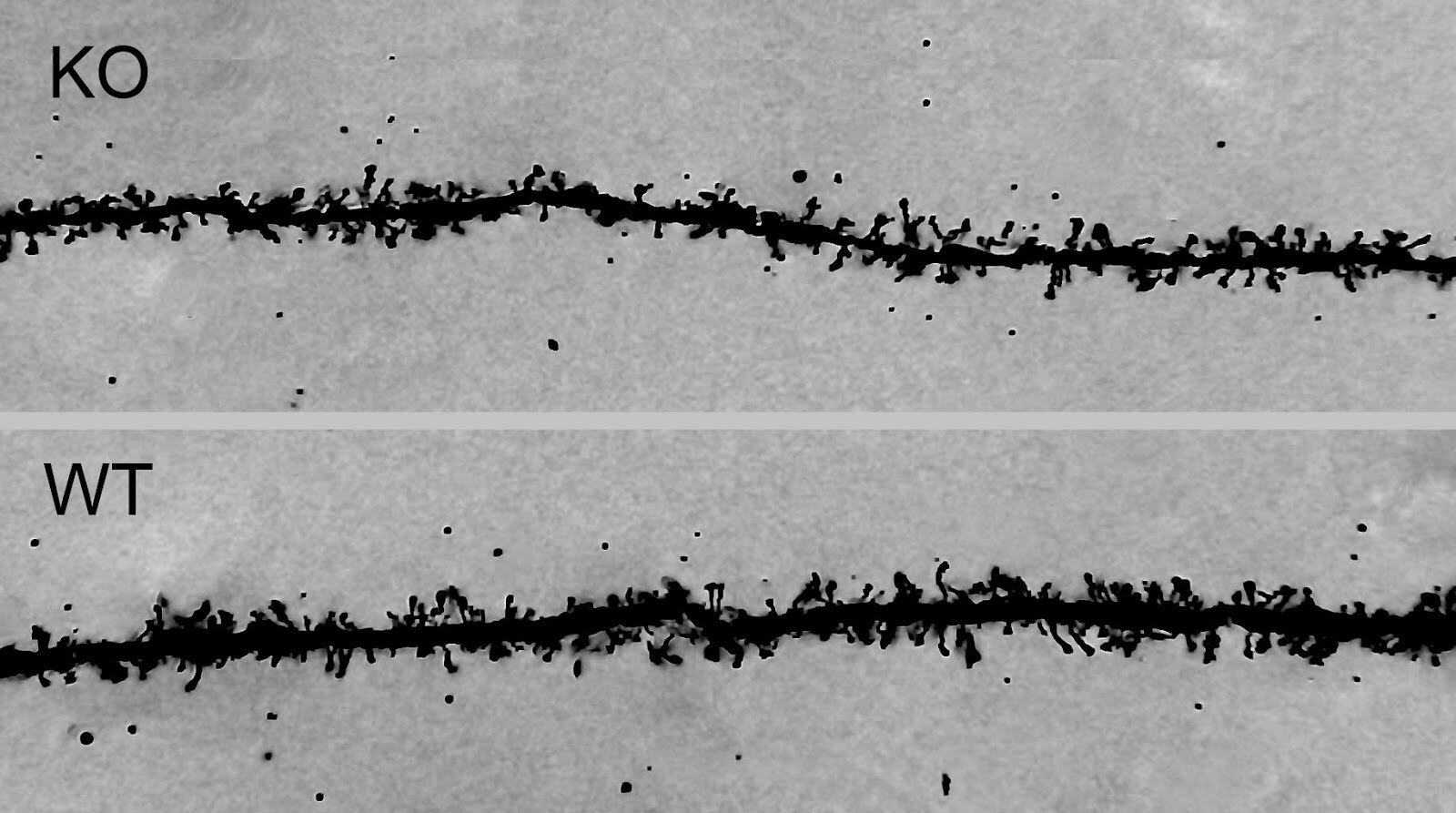 FD Rapid GolgiStain Kit — Neurodigitech, a neuro-based CRO