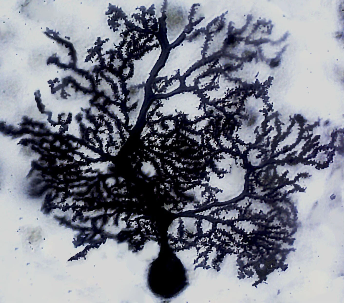 FD Rapid GolgiStain Kit — Neurodigitech, a neuro-based CRO