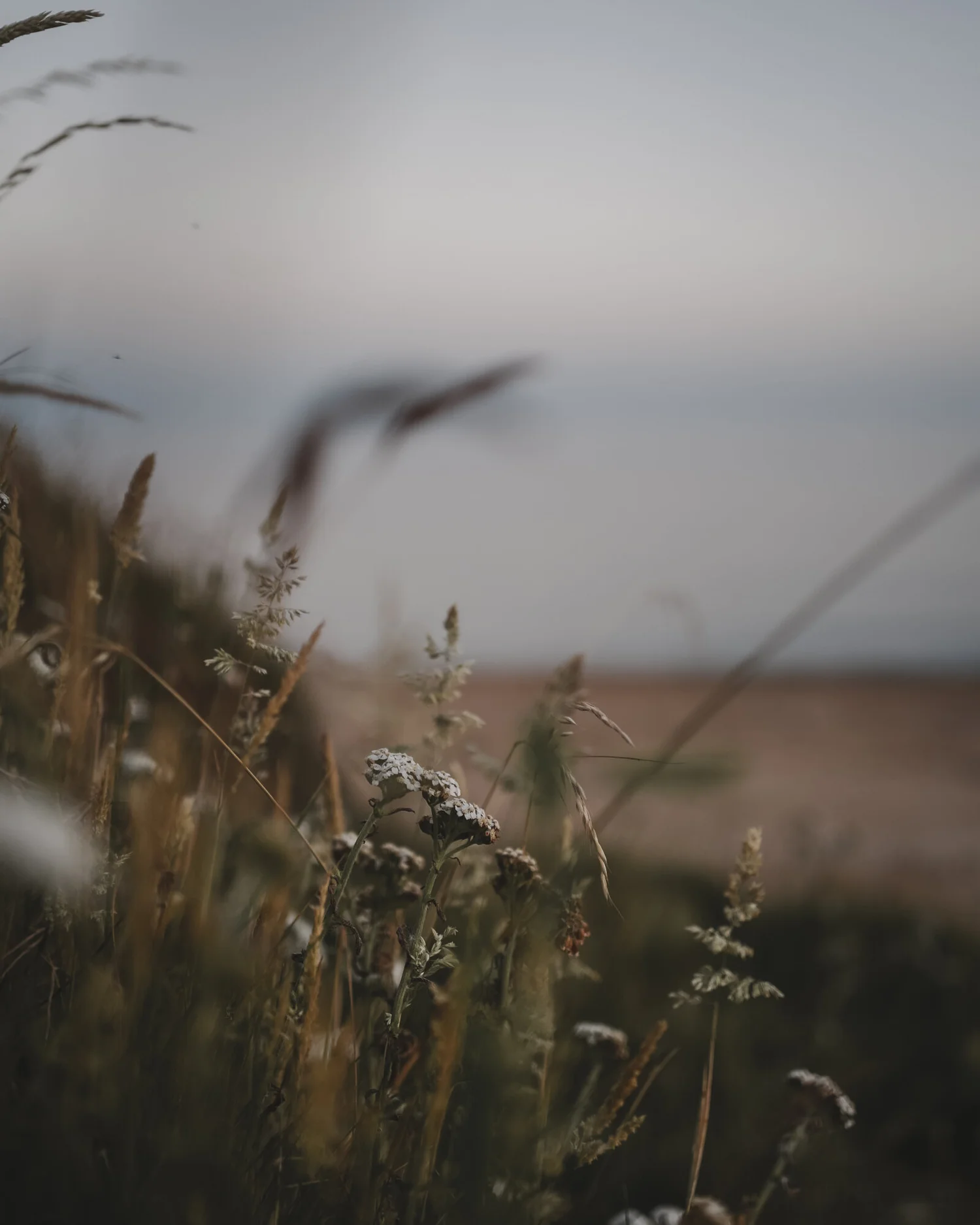 Summer Sunset In Dorset — The Wildwood Moth