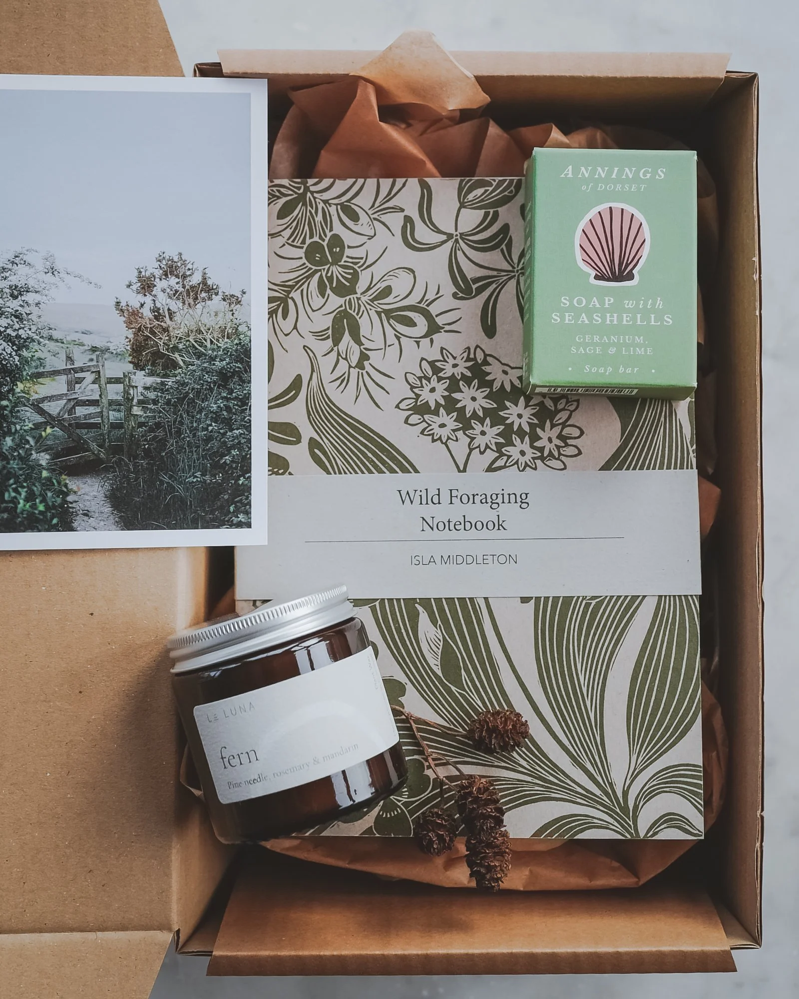 The Wildwood Moth — The Wildwood Moth