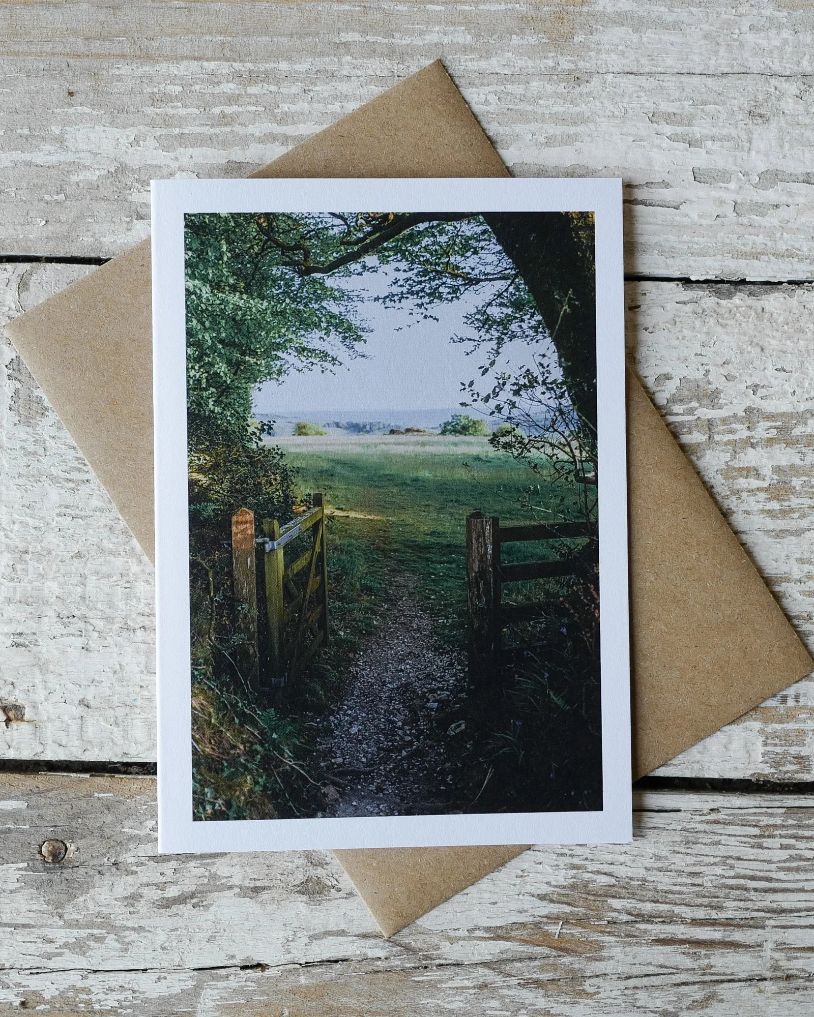 The Wildwood Moth — The Wildwood Moth