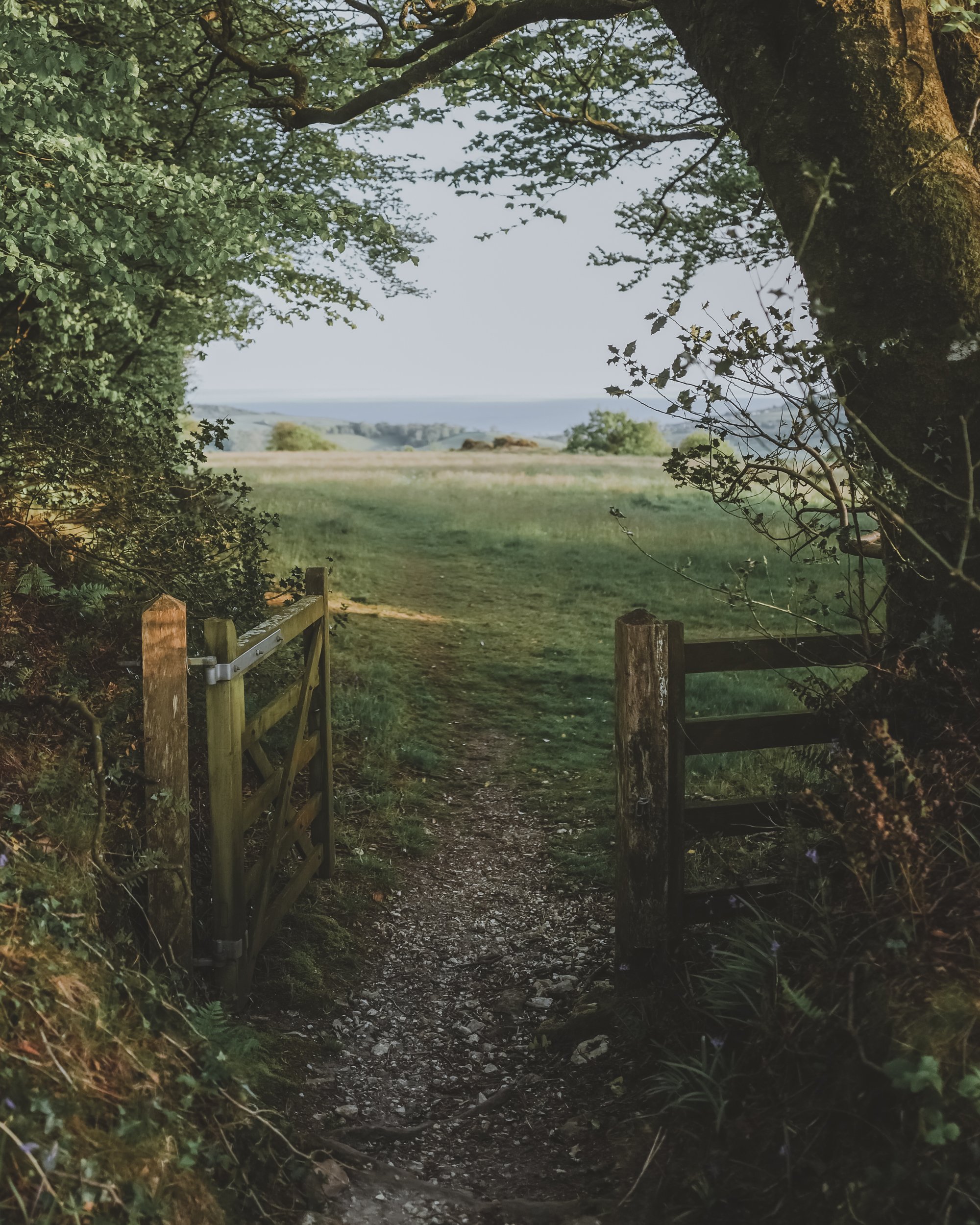 The Wildwood Moth — The Wildwood Moth