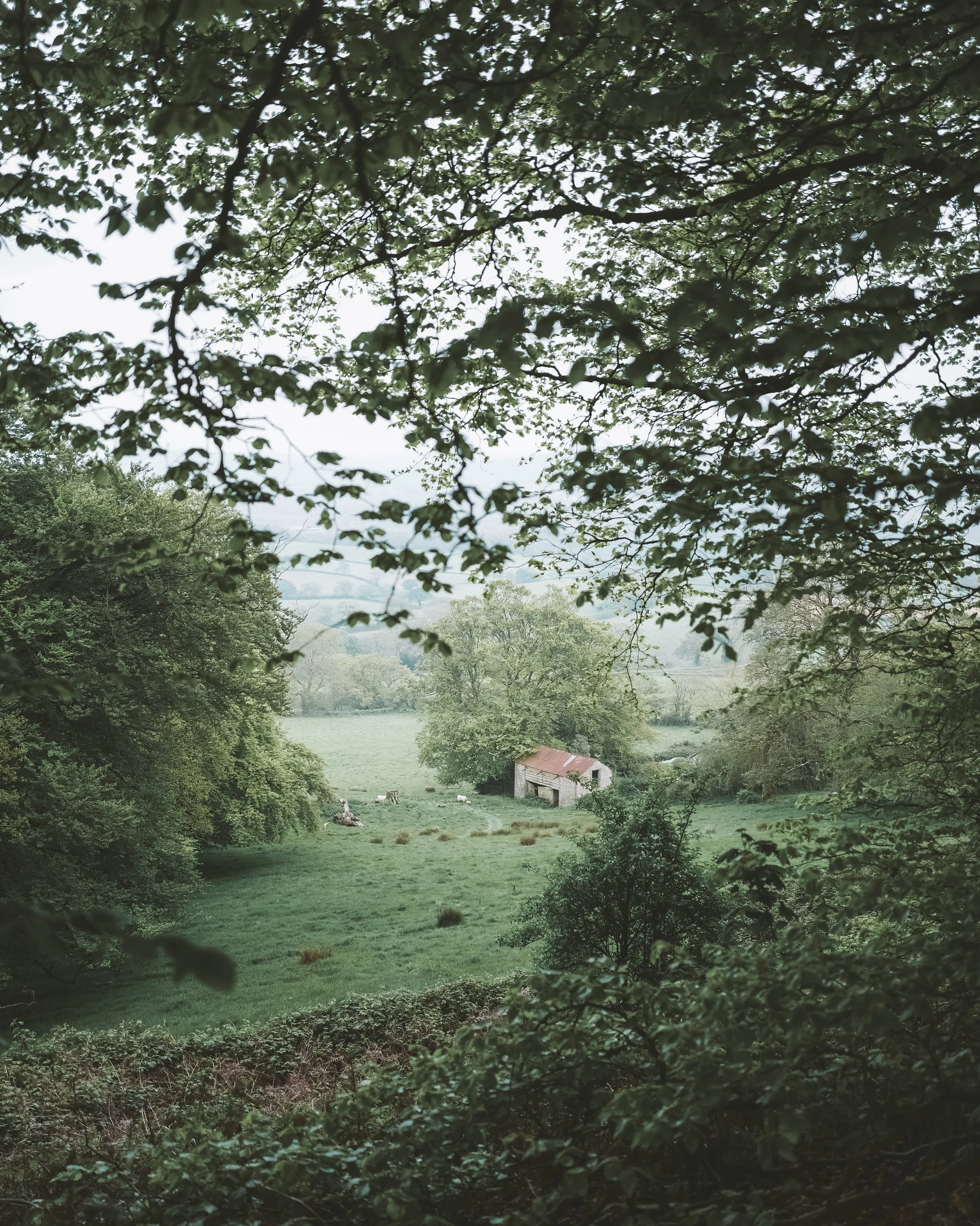 My Walks In May — The Wildwood Moth