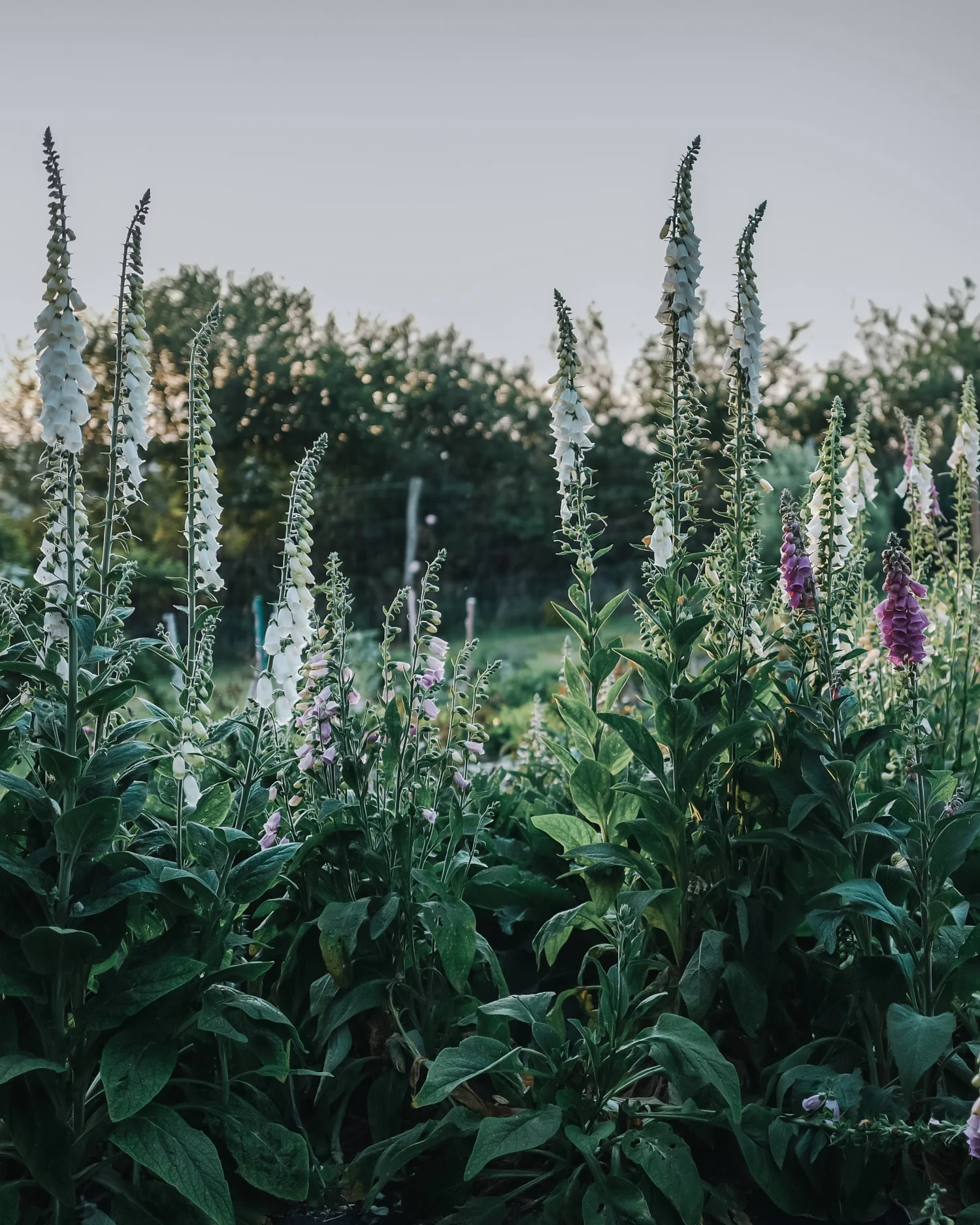 Meet Zanna Hoskins From Spindle Flowers — The Wildwood Moth