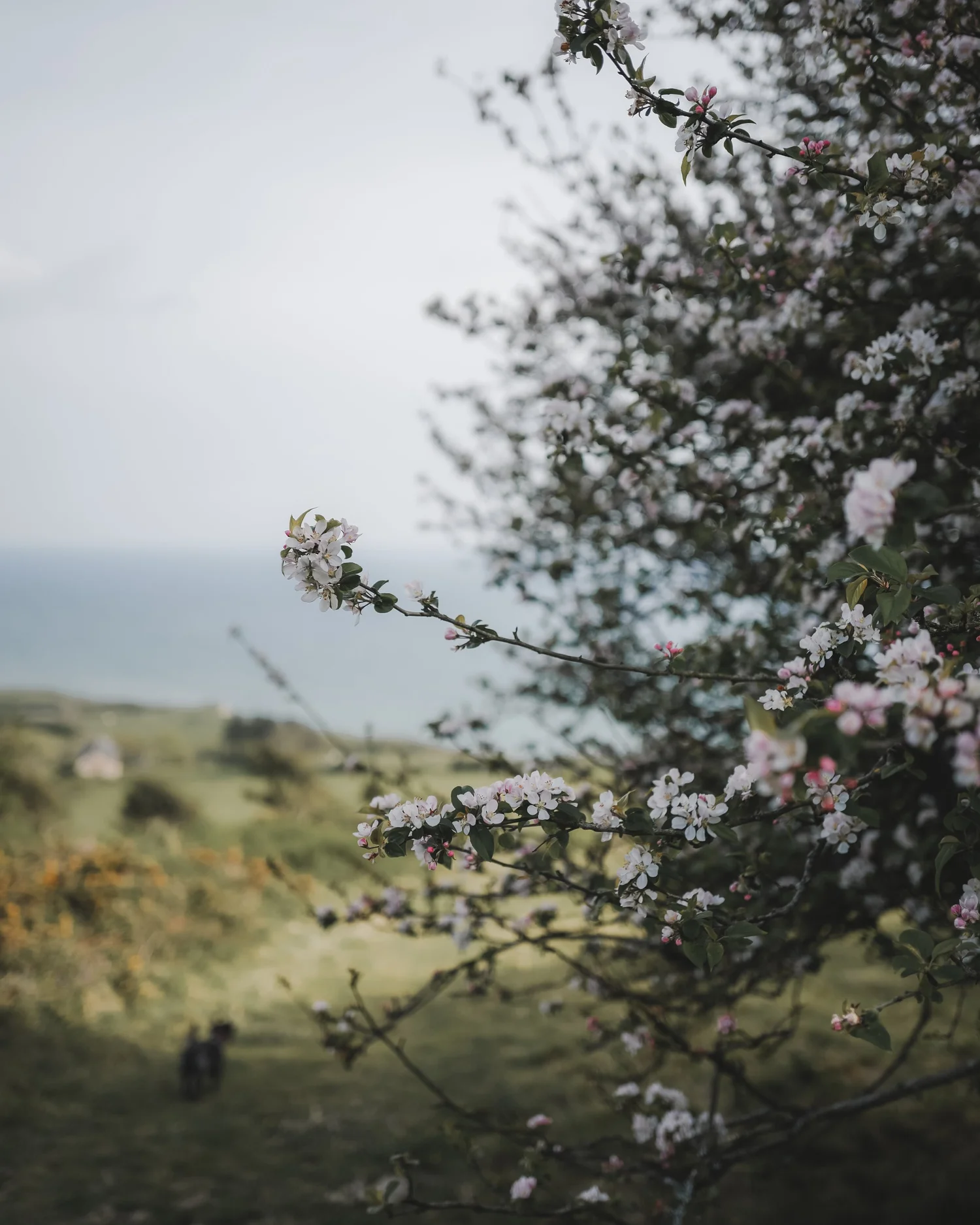 Spring Flowers — The Wildwood Moth