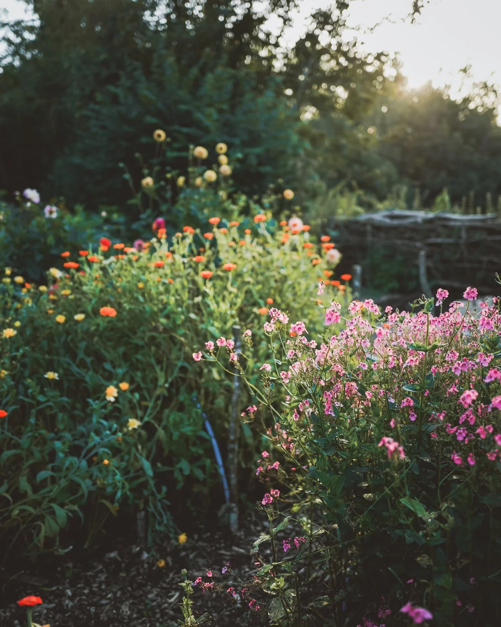 Meet Sarah & Rory From We Grow Colour — The Wildwood Moth