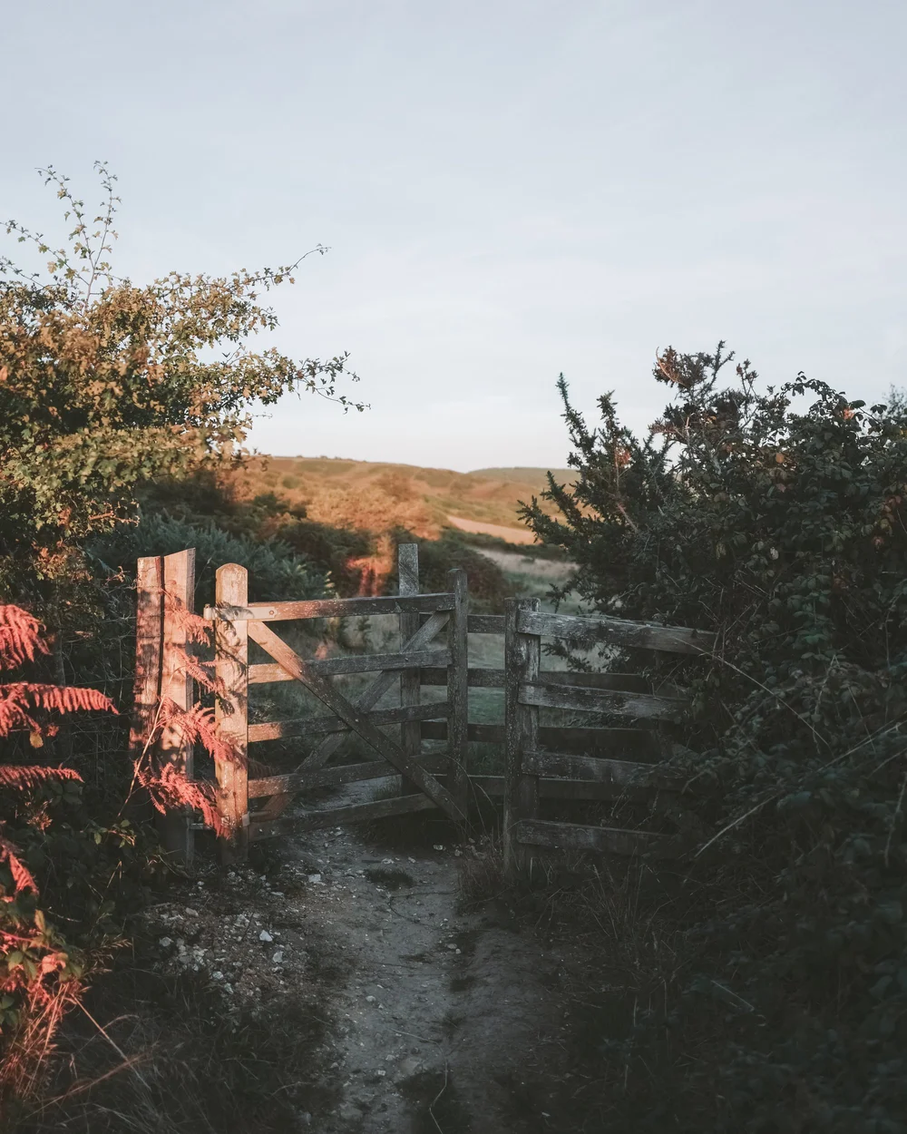 September Walks In Dorset — The Wildwood Moth