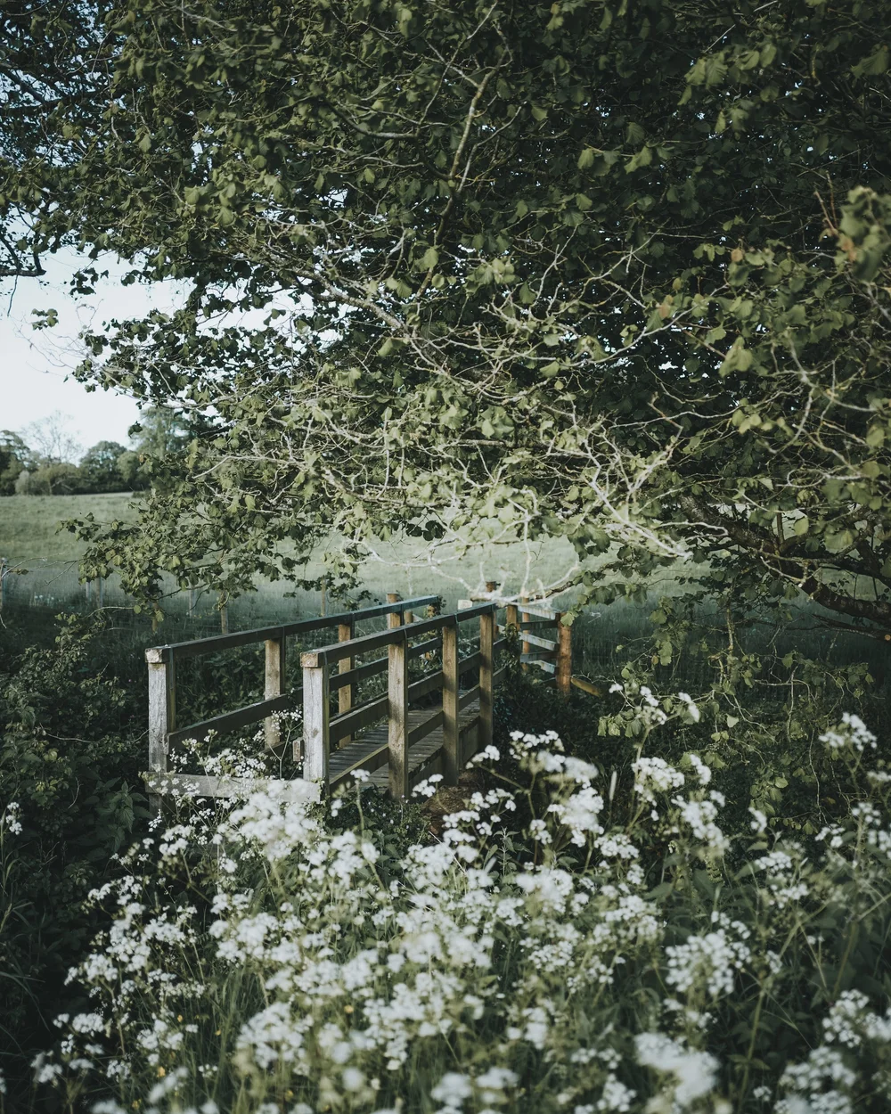 Cow Parsley In May — The Wildwood Moth