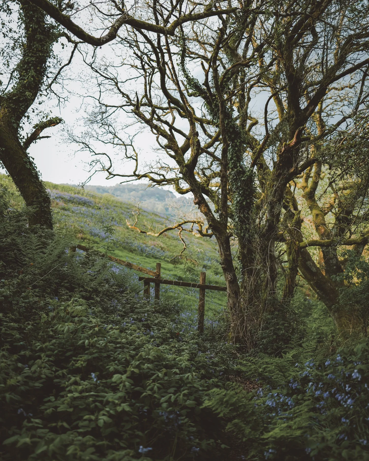 My Walks In May — The Wildwood Moth