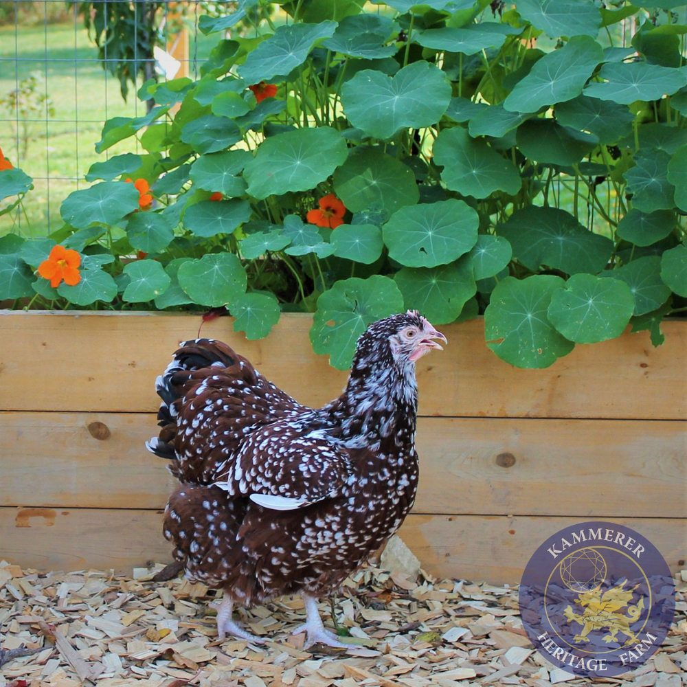 Silver Laced Orpington Pullets — Kammerer Heritage Farm