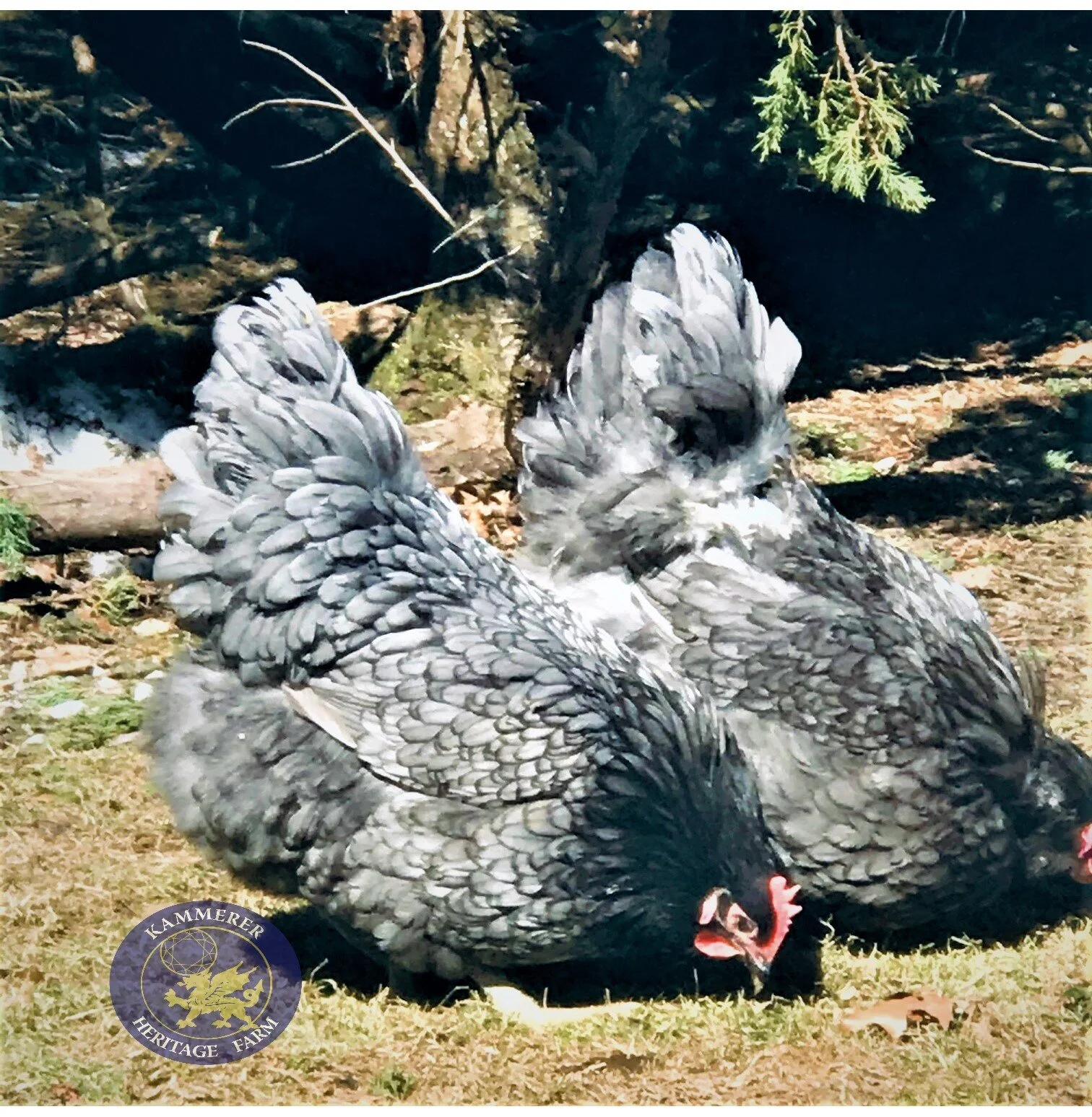 Blue Black Splash Orpington — Kammerer Heritage Farm