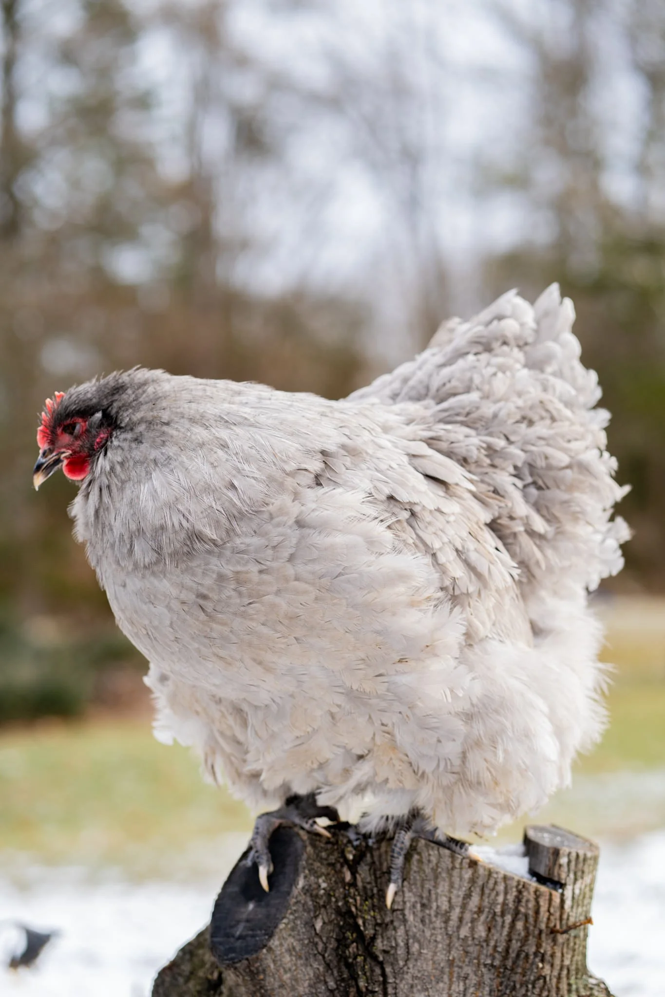 Silver Laced Orpington Pullets — Kammerer Heritage Farm