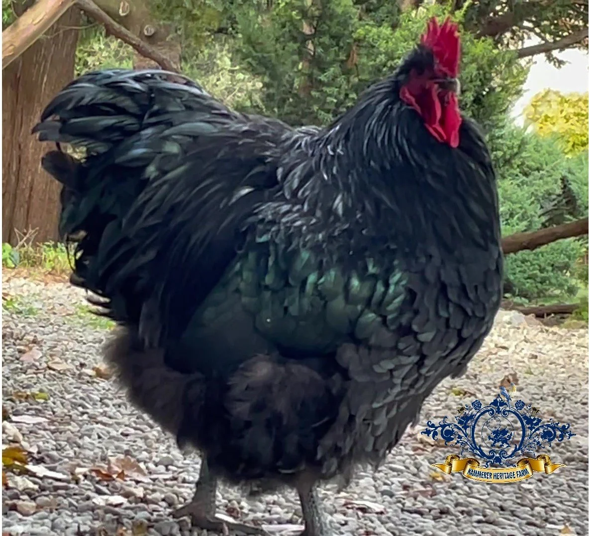 Cockerels/Roosters — Kammerer Heritage Farm
