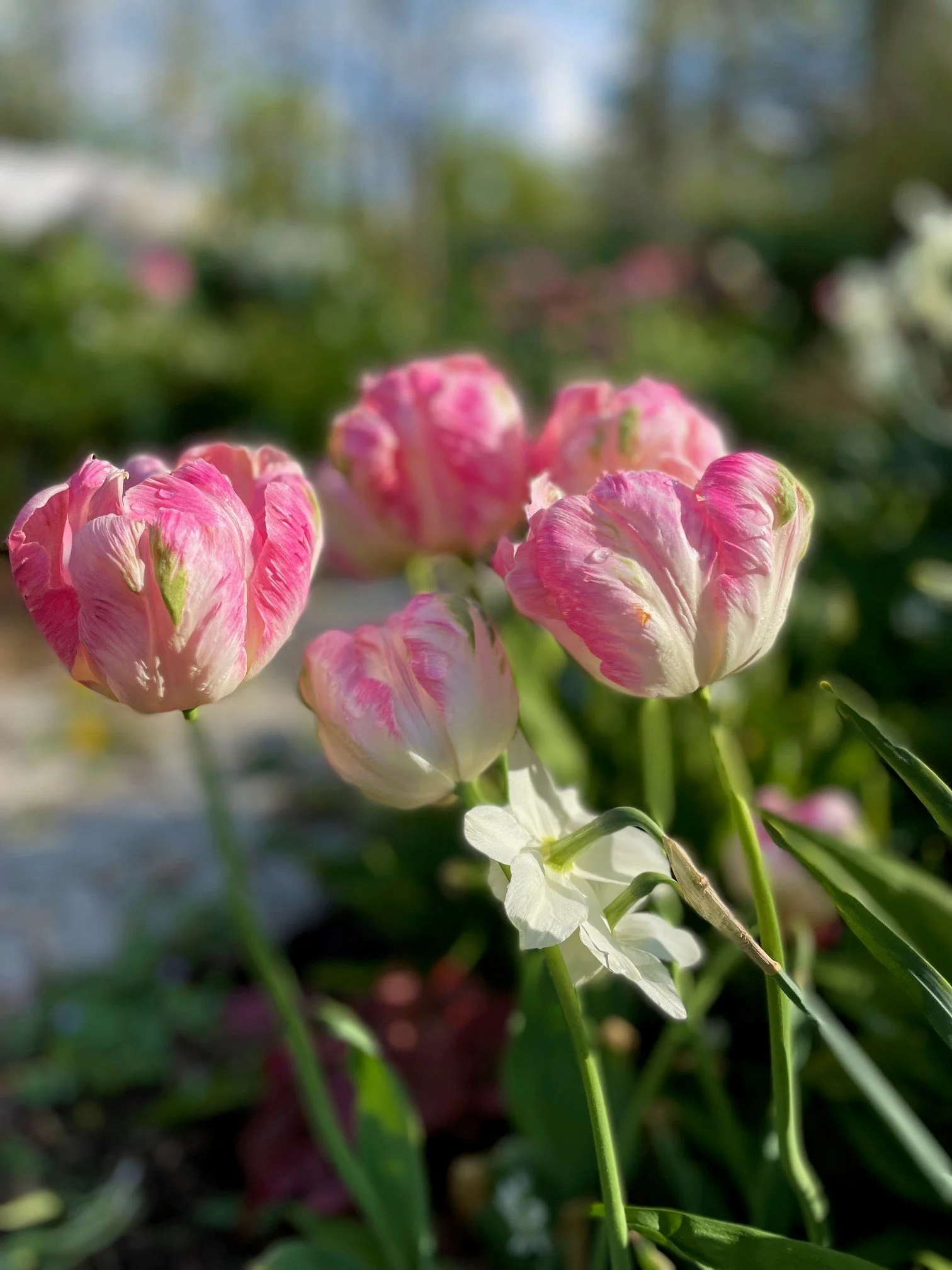 Flower CSA — Kammerer Heritage Farm