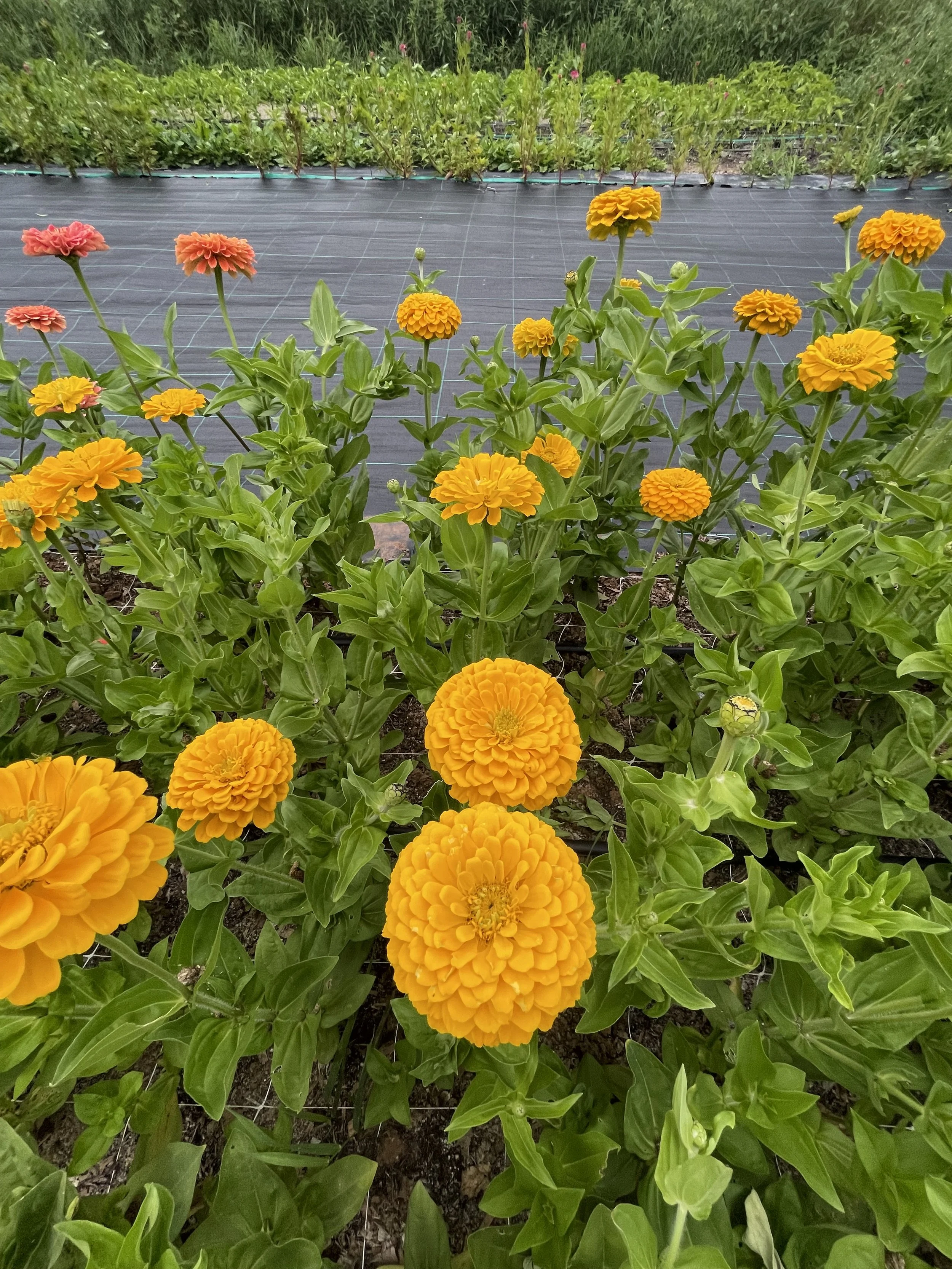 Flower CSA — Kammerer Heritage Farm