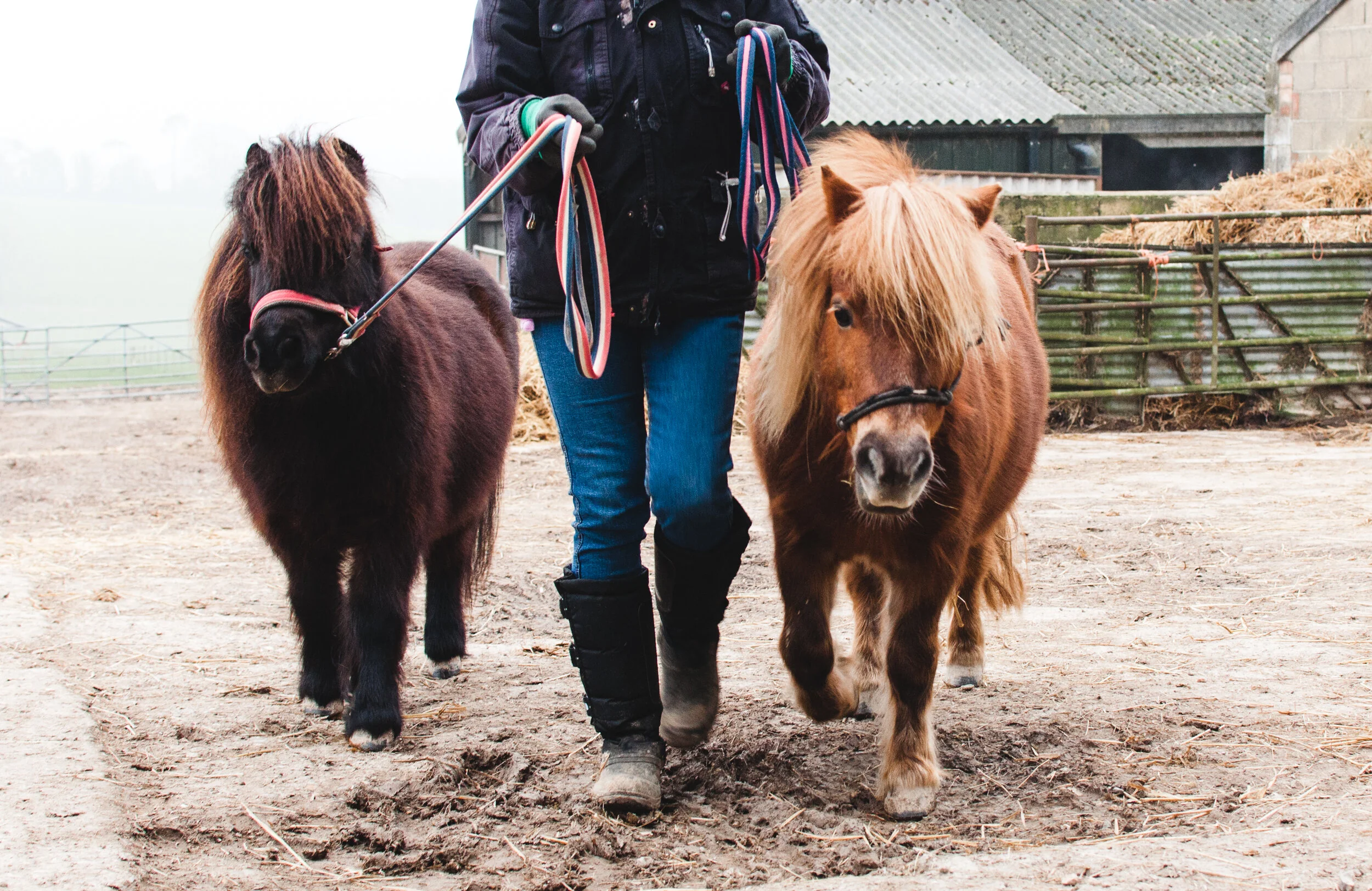 Mini Pony Session | Book Your Spot Today — Cuttlebone Photography