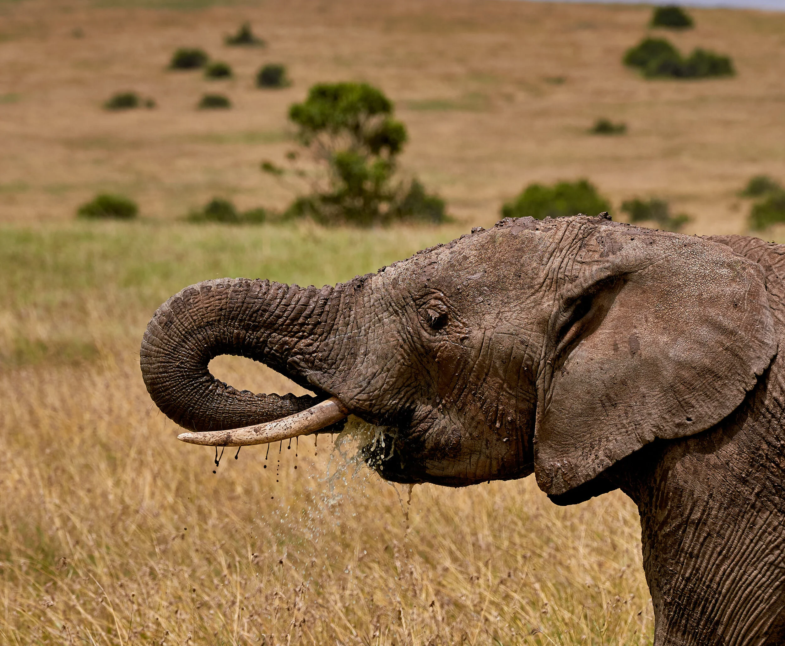 Purple Elephant Ventures