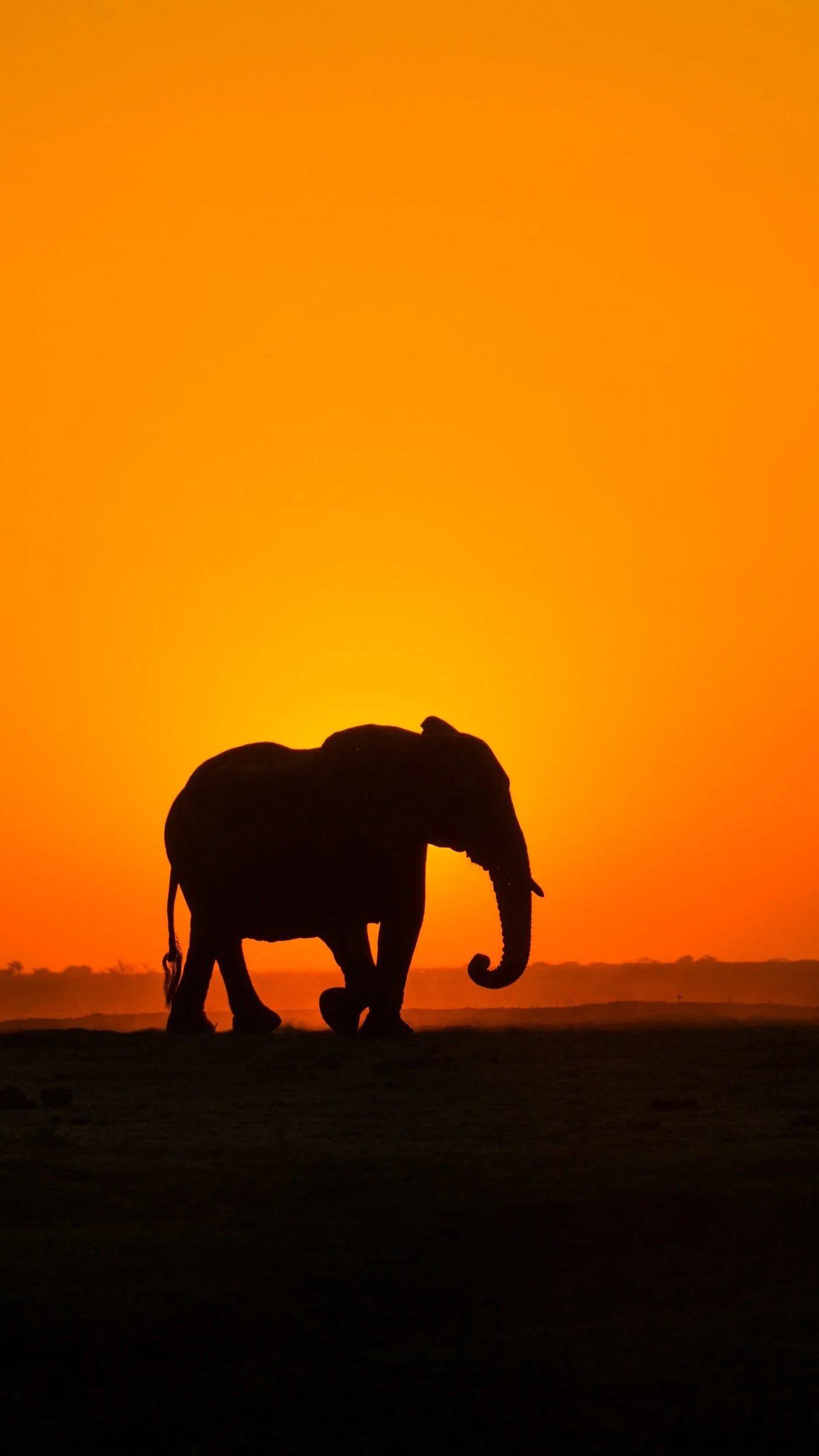 About Us — Purple Elephant Ventures