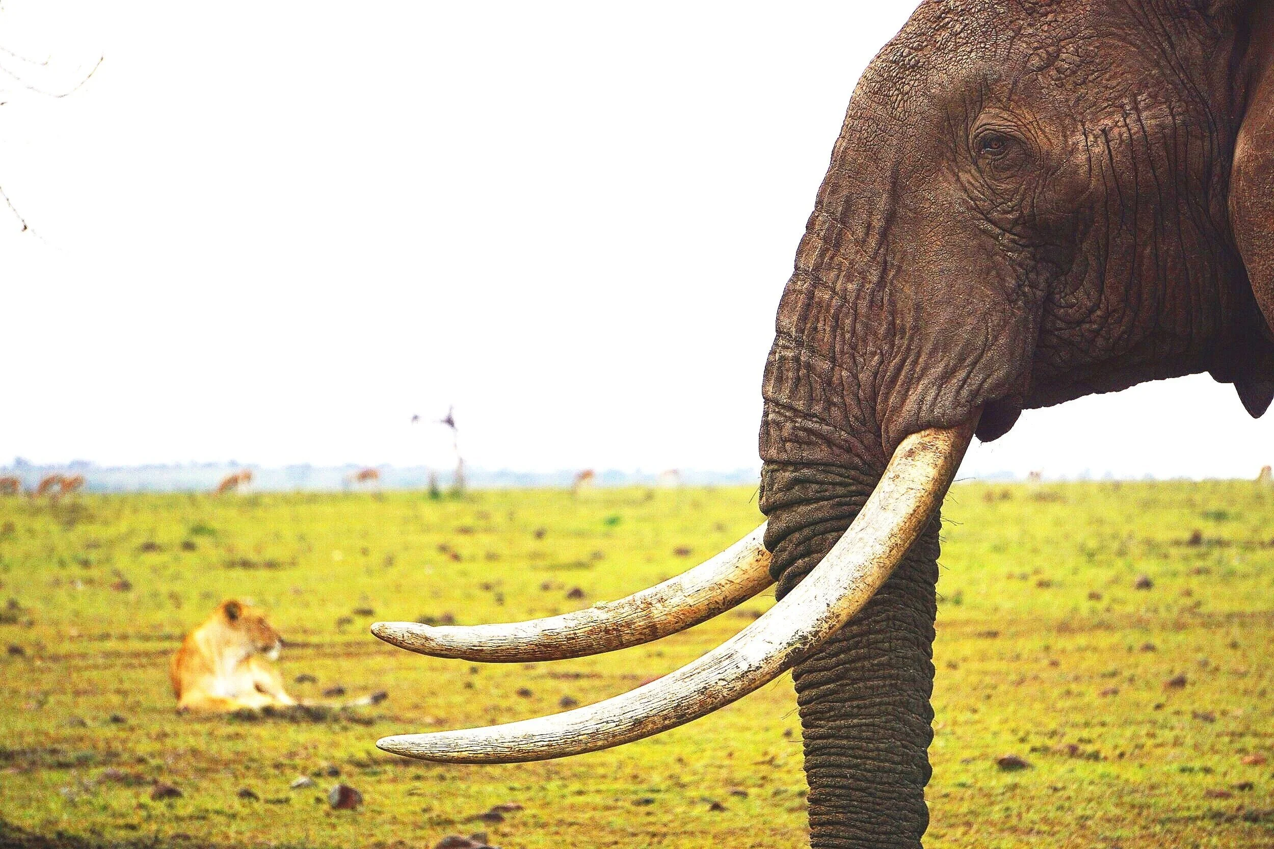 About Us — Purple Elephant Ventures