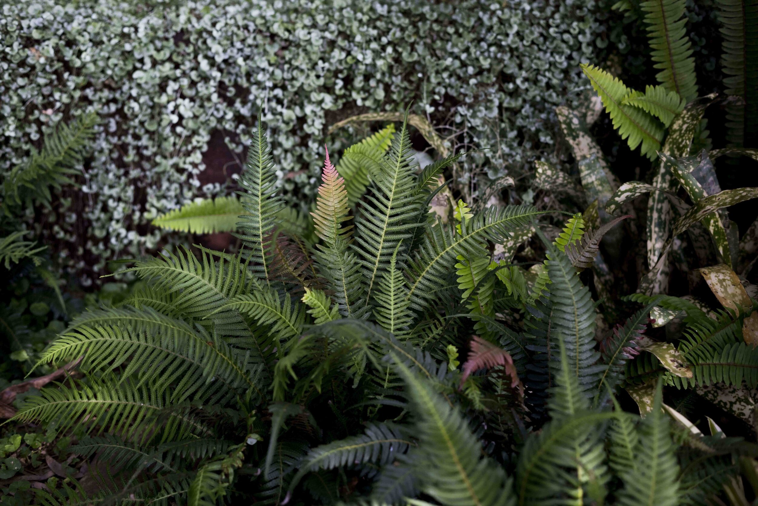 Redfern Oasis — Svalbe & co
