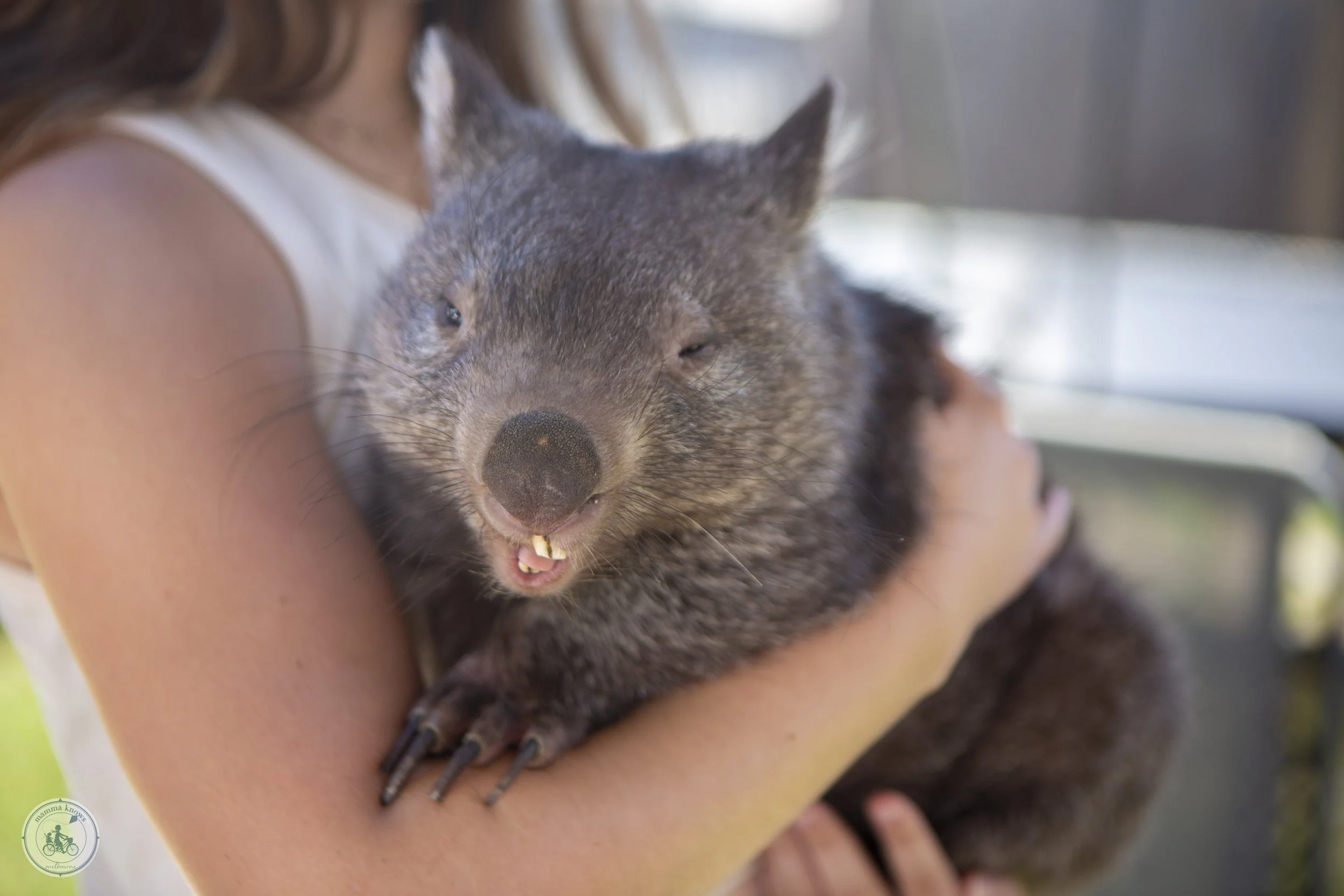 Aussie Wild Life Displays, Melbourne — Mamma Knows Parties