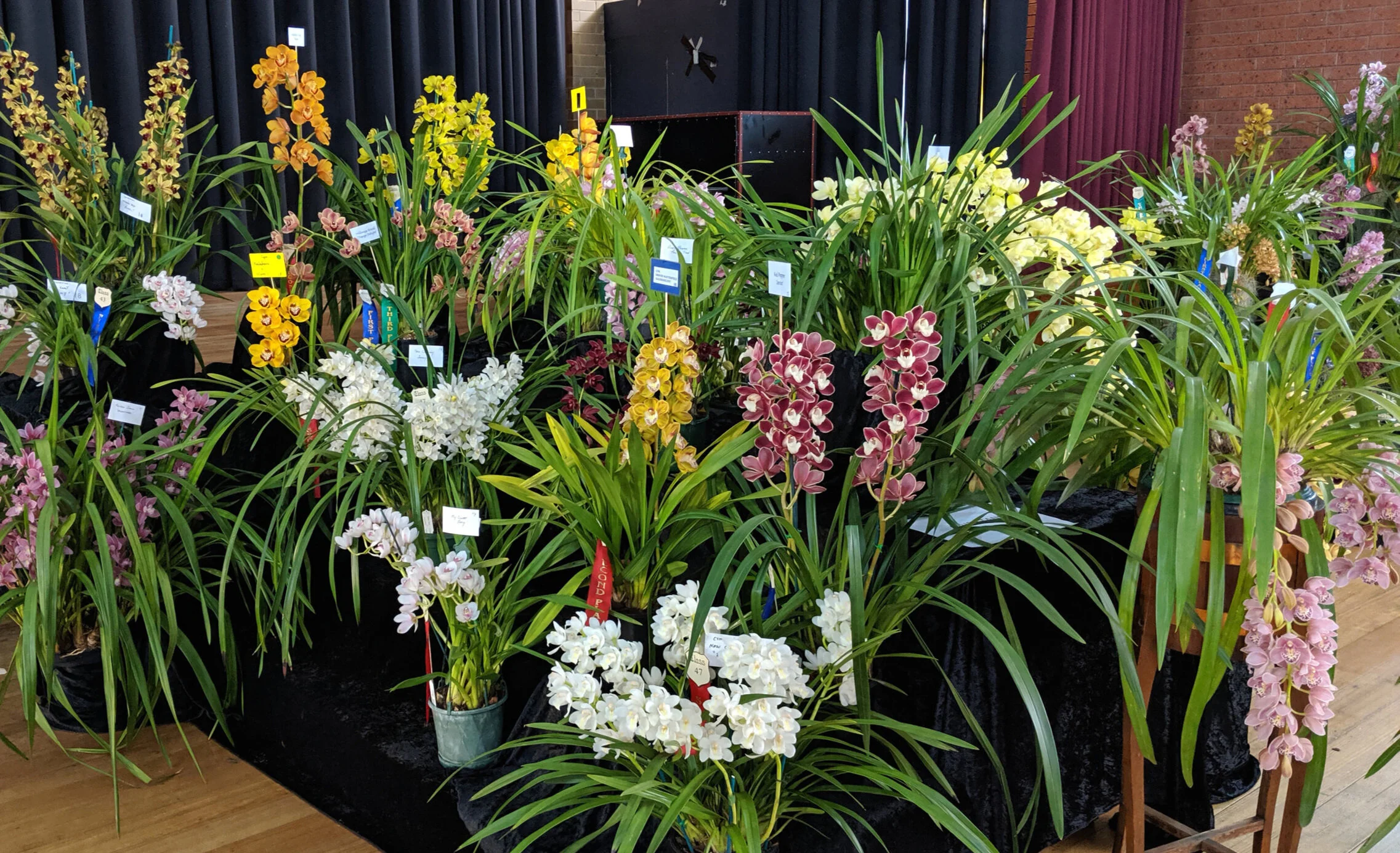 Cymbidium Orchid Society of Victoria