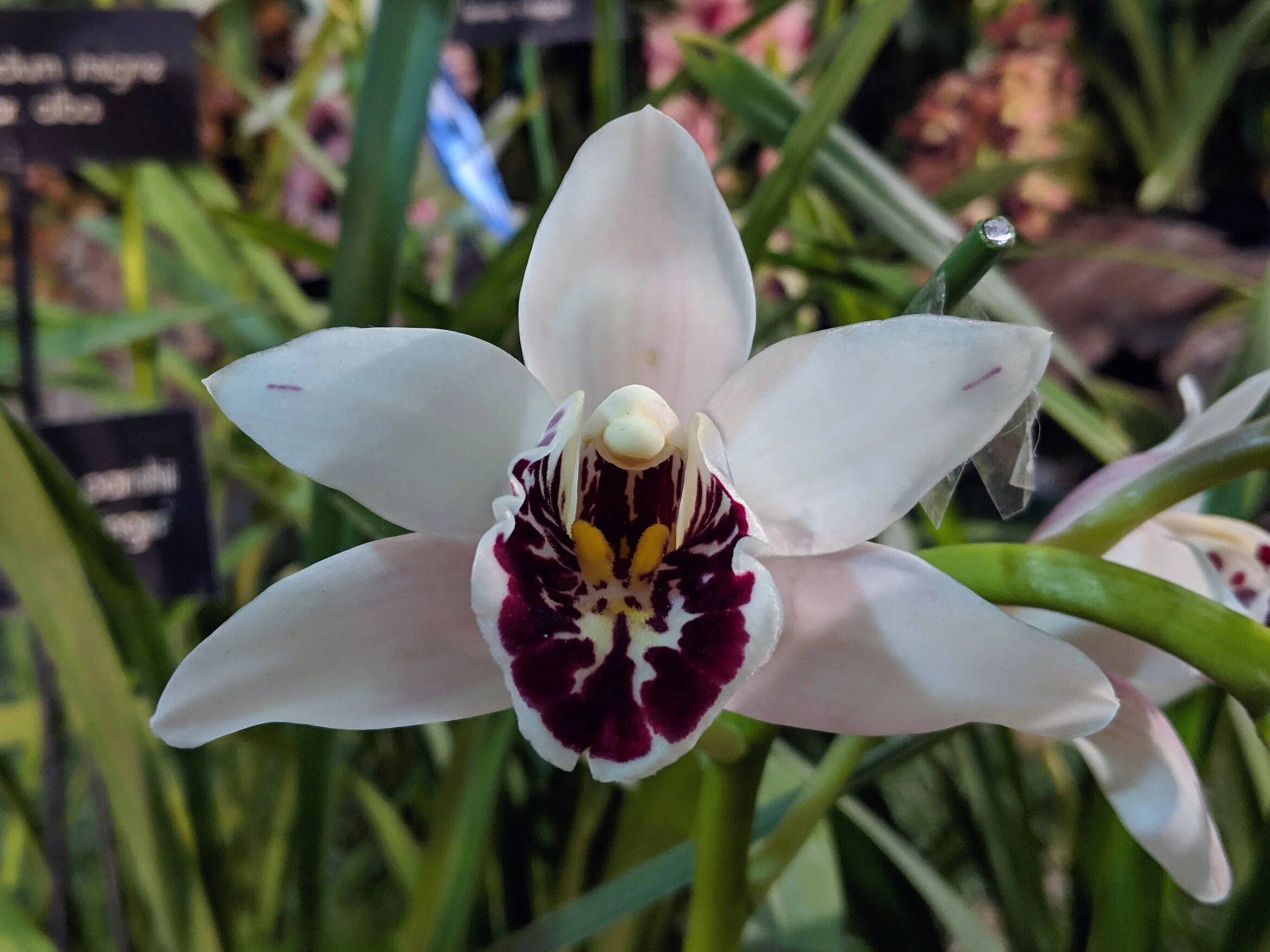Beginning with Cymbidium Species — Cymbidium Orchid Society of Victoria
