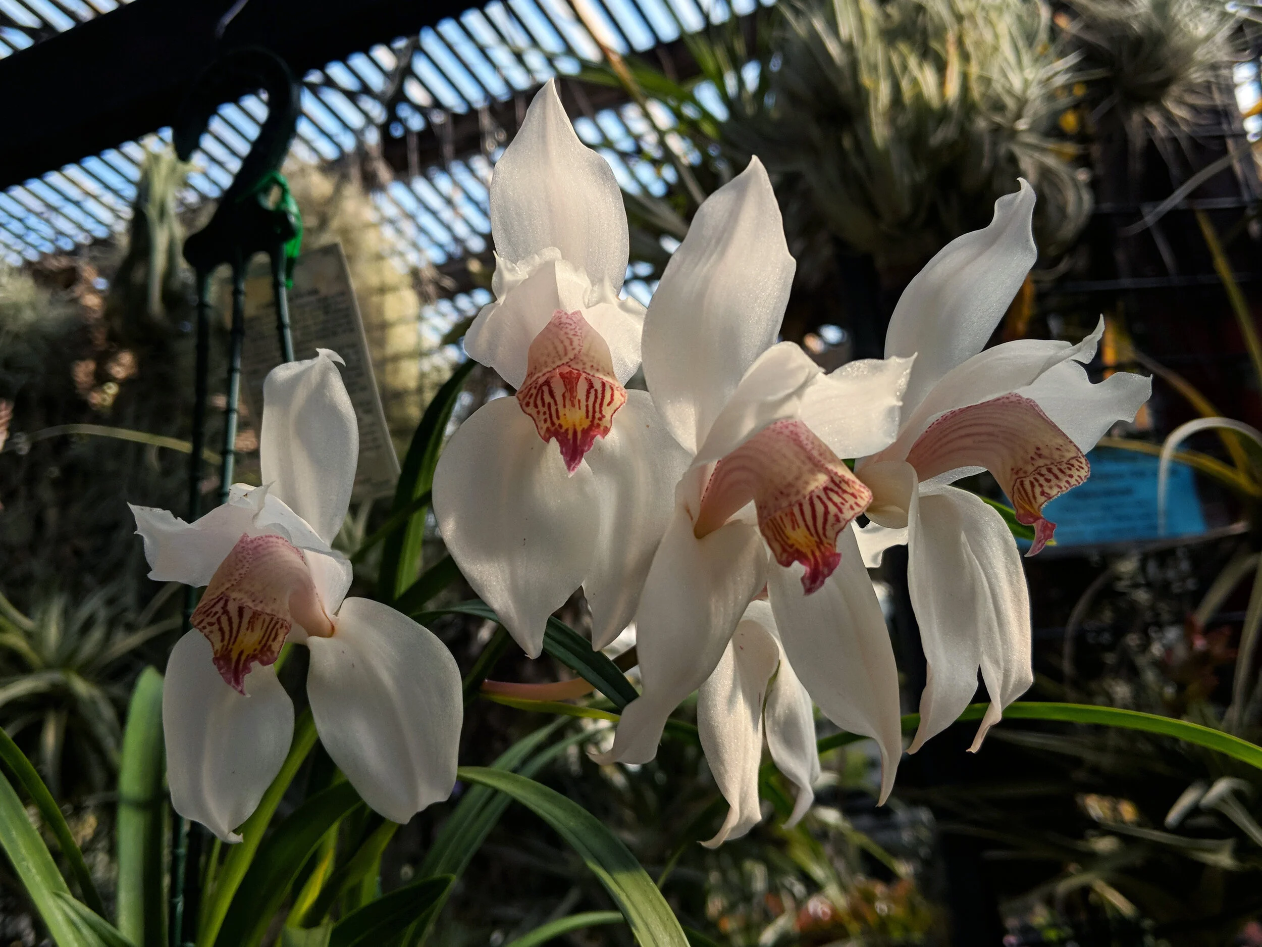Beginning with Cymbidium Species — Cymbidium Orchid Society of Victoria
