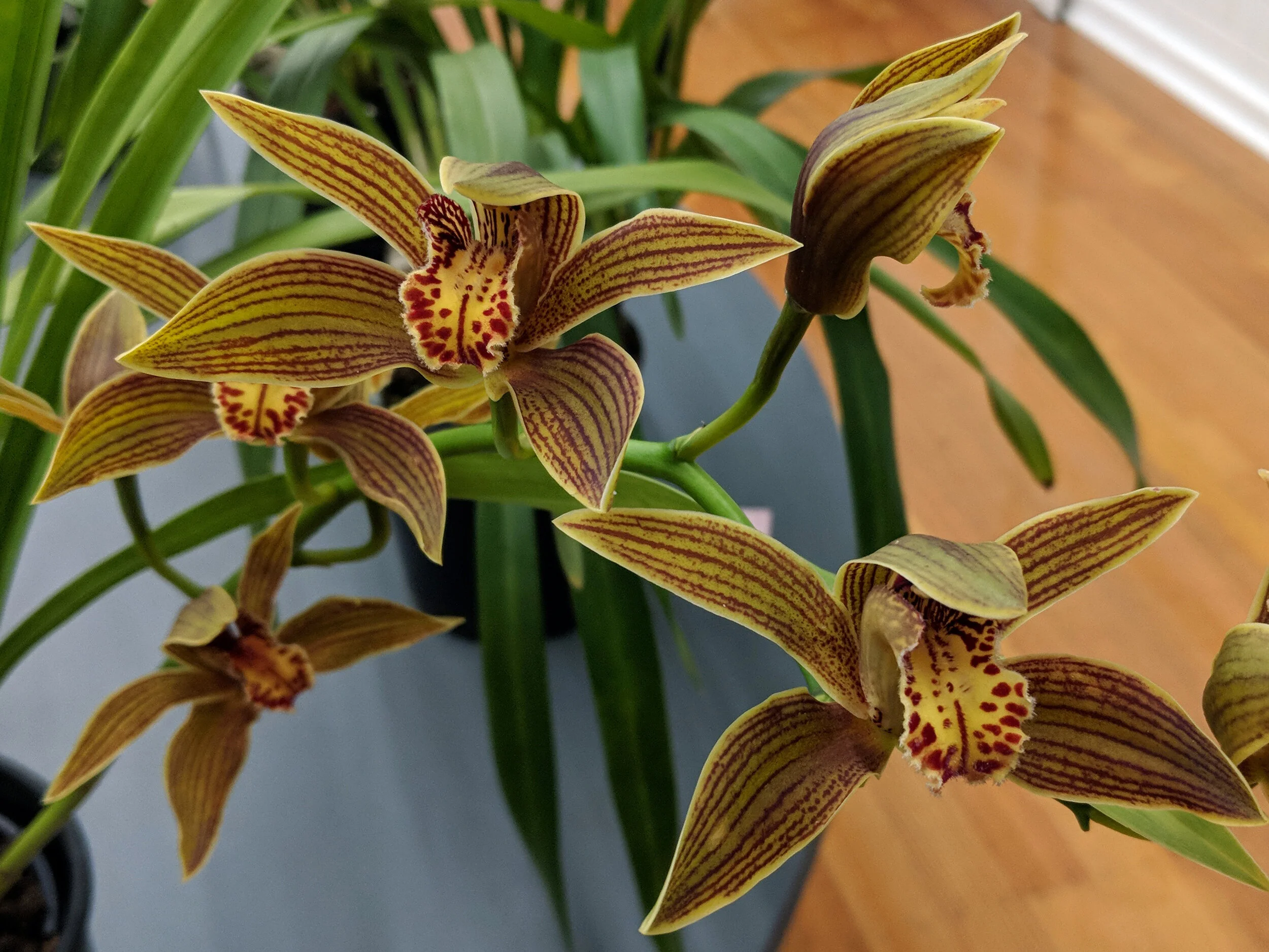 Beginning with Cymbidium Species — Cymbidium Orchid Society of Victoria