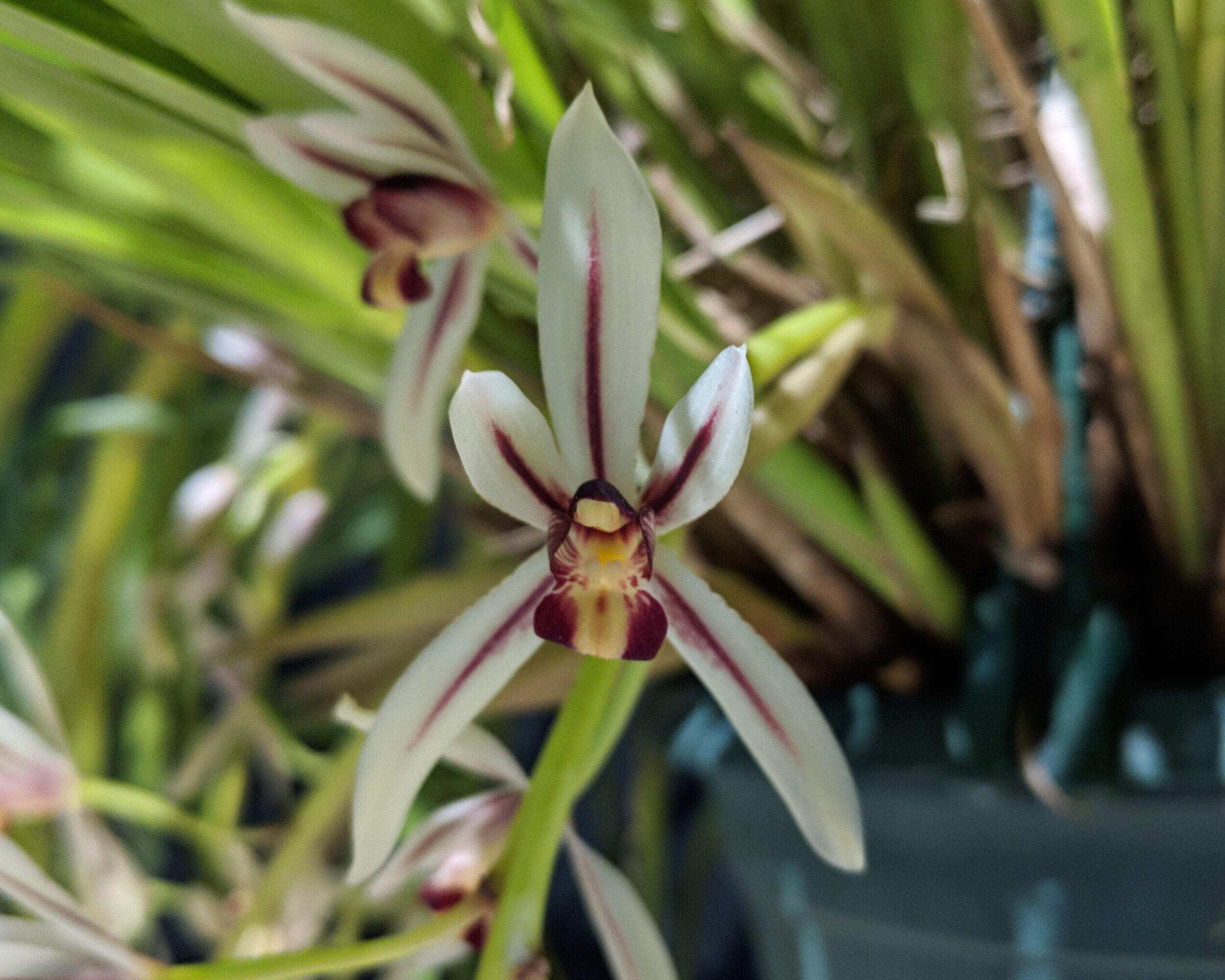Beginning with Cymbidium Species — Cymbidium Orchid Society of Victoria
