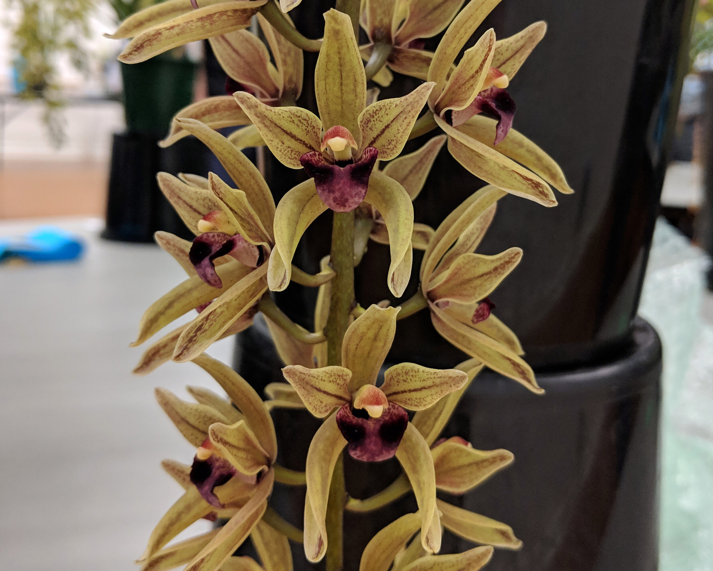 Beginning with Cymbidium Species — Cymbidium Orchid Society of Victoria
