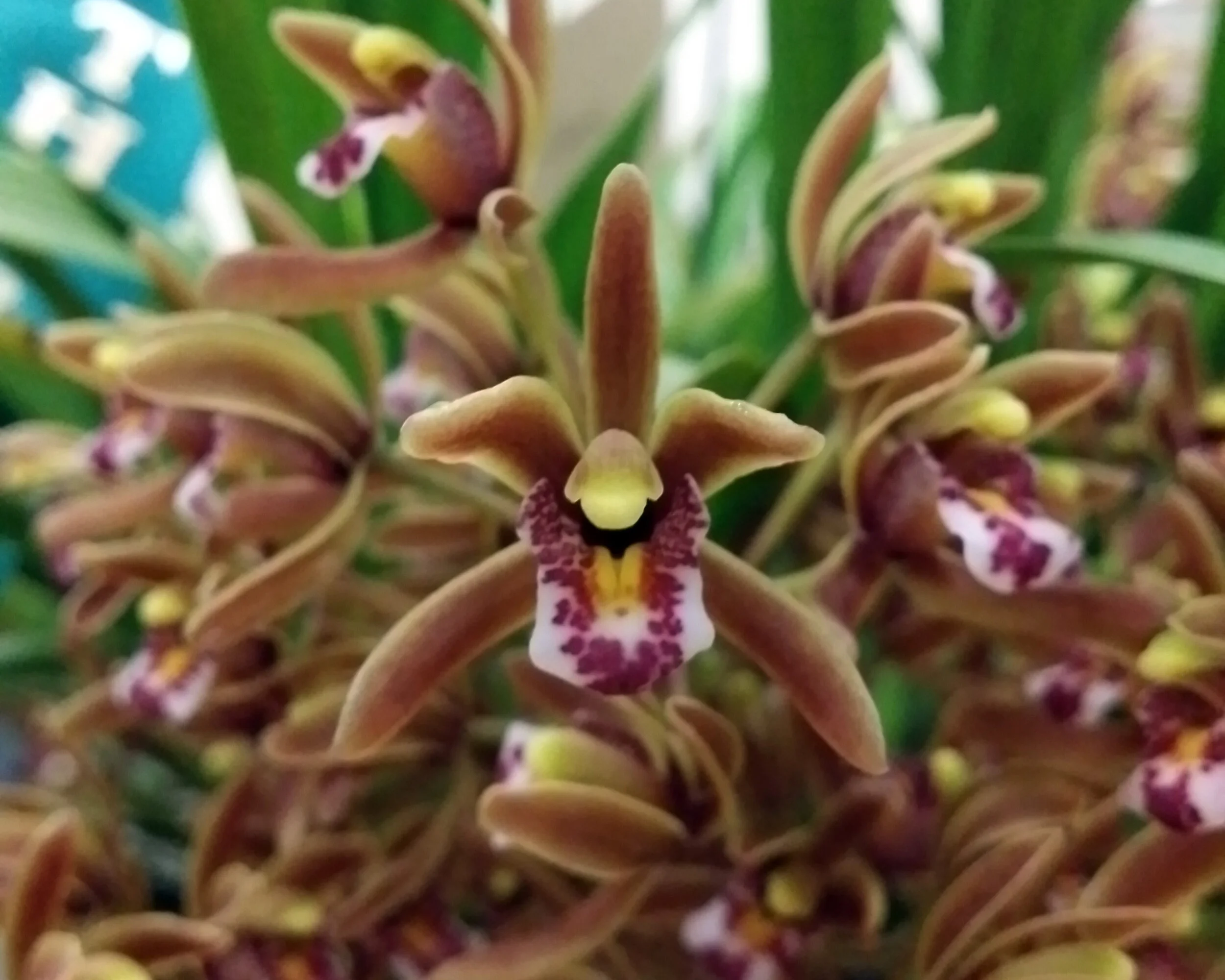 Beginning with Cymbidium Species — Cymbidium Orchid Society of Victoria