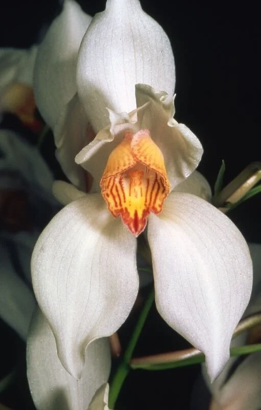 Species — Cymbidium Orchid Society of Victoria