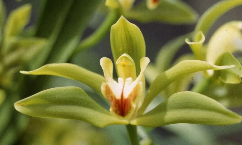 Species — Cymbidium Orchid Society of Victoria