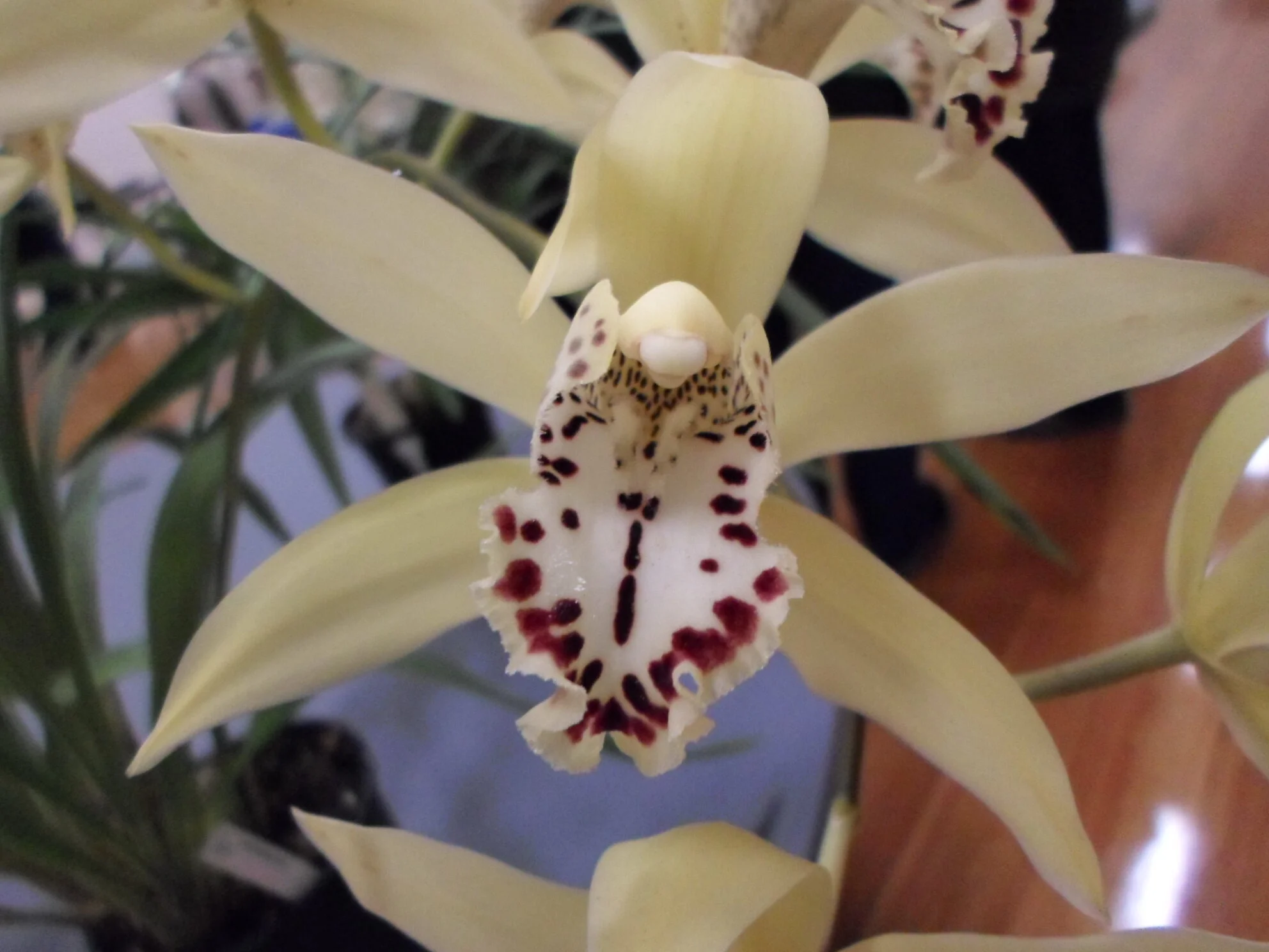 Primary Hybrids — Cymbidium Orchid Society of Victoria