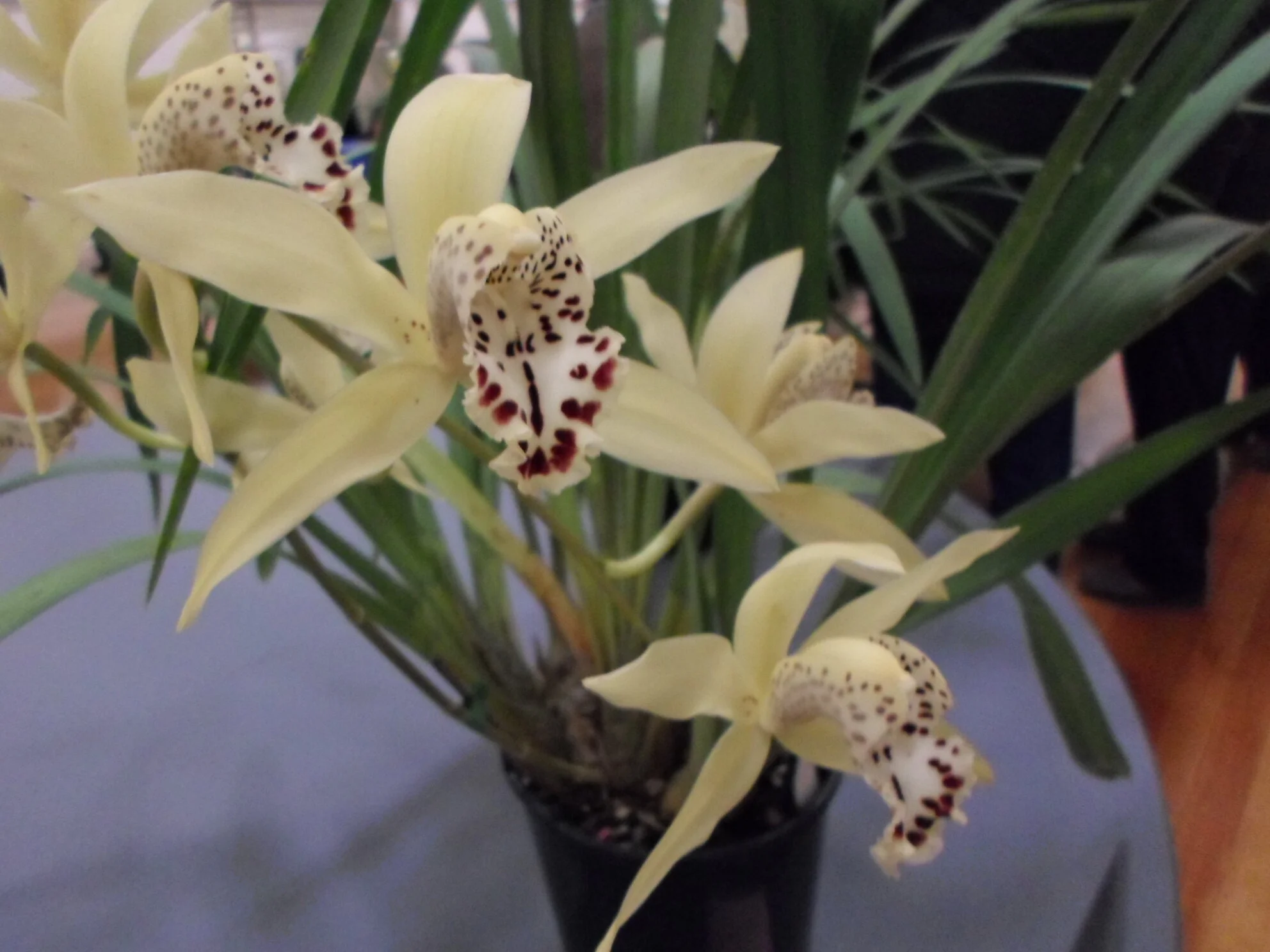 Primary Hybrids — Cymbidium Orchid Society of Victoria