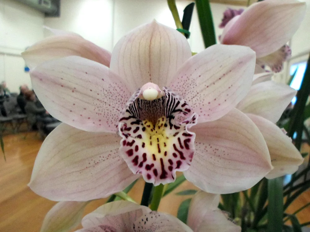 Small Standards — Cymbidium Orchid Society of Victoria