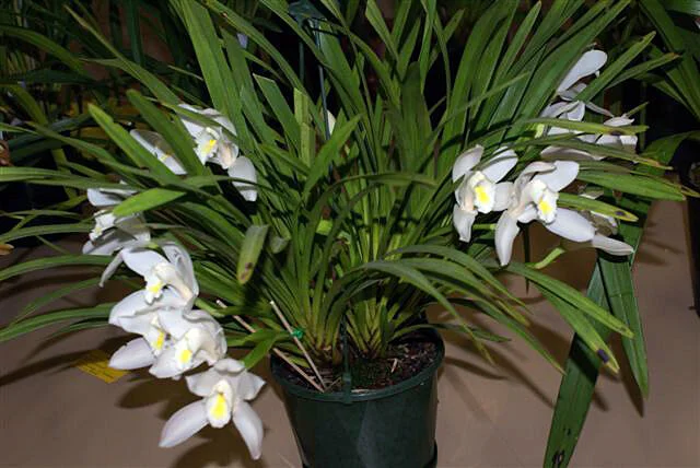 Species — Cymbidium Orchid Society of Victoria