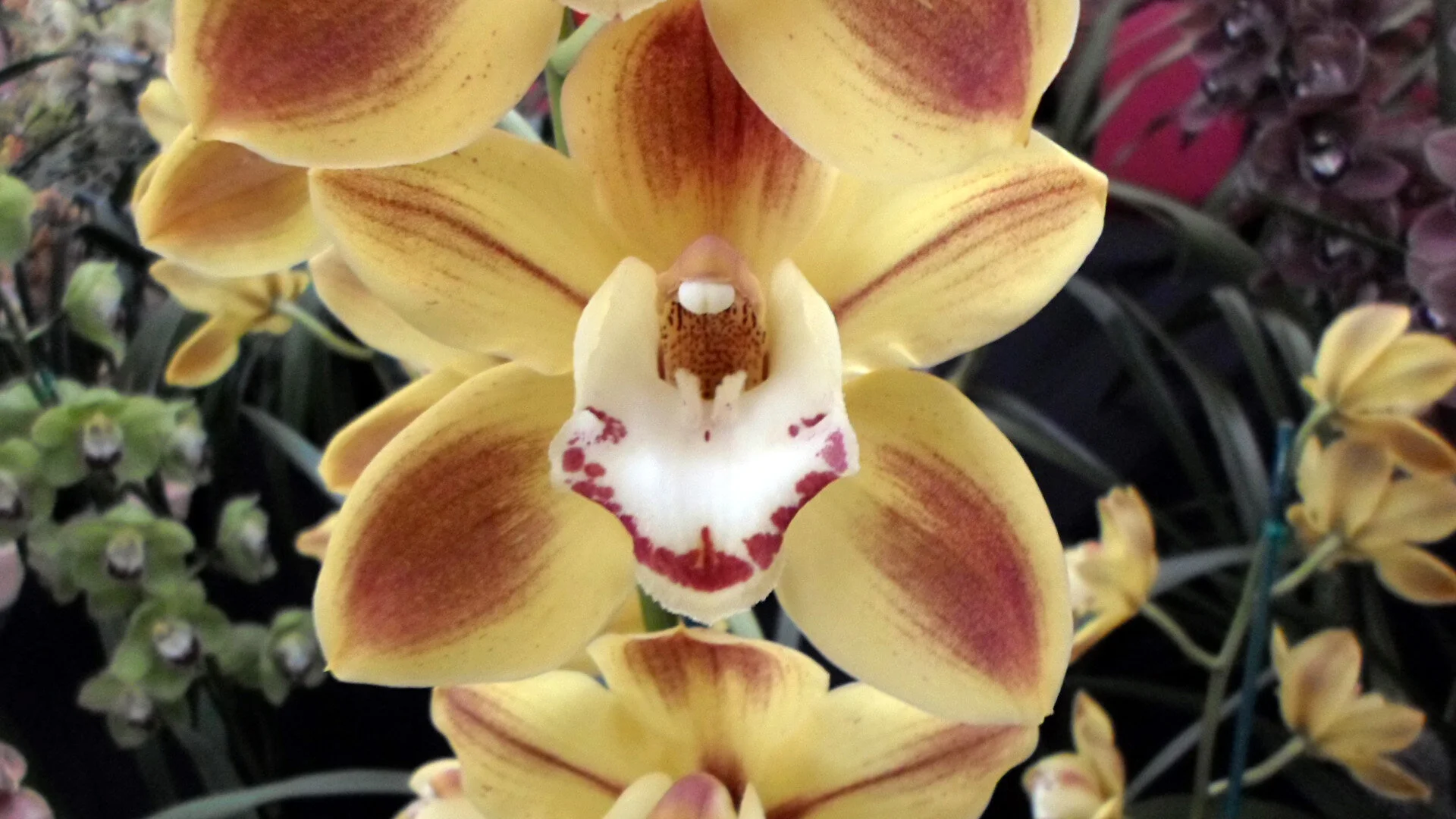 COSV Shows — Cymbidium Orchid Society of Victoria