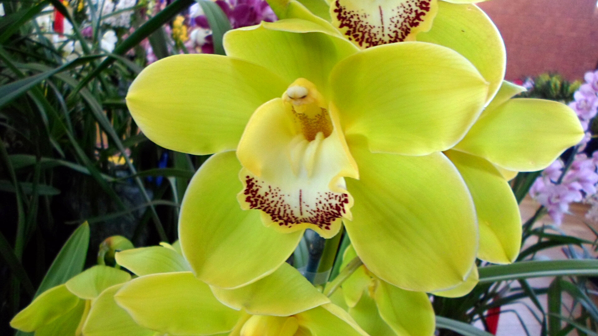 COSV Shows — Cymbidium Orchid Society of Victoria