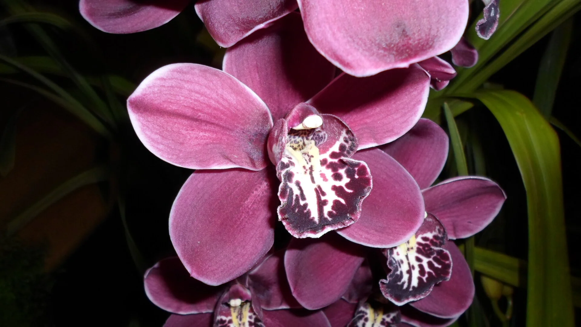 COSV Shows — Cymbidium Orchid Society of Victoria