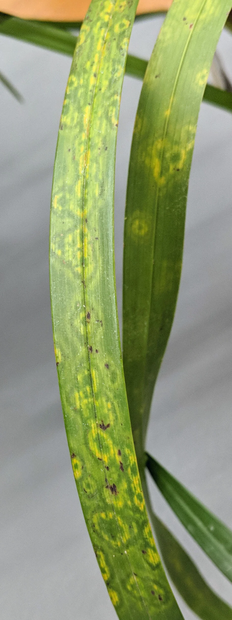 Orchid Viruses — Cymbidium Orchid Society of Victoria